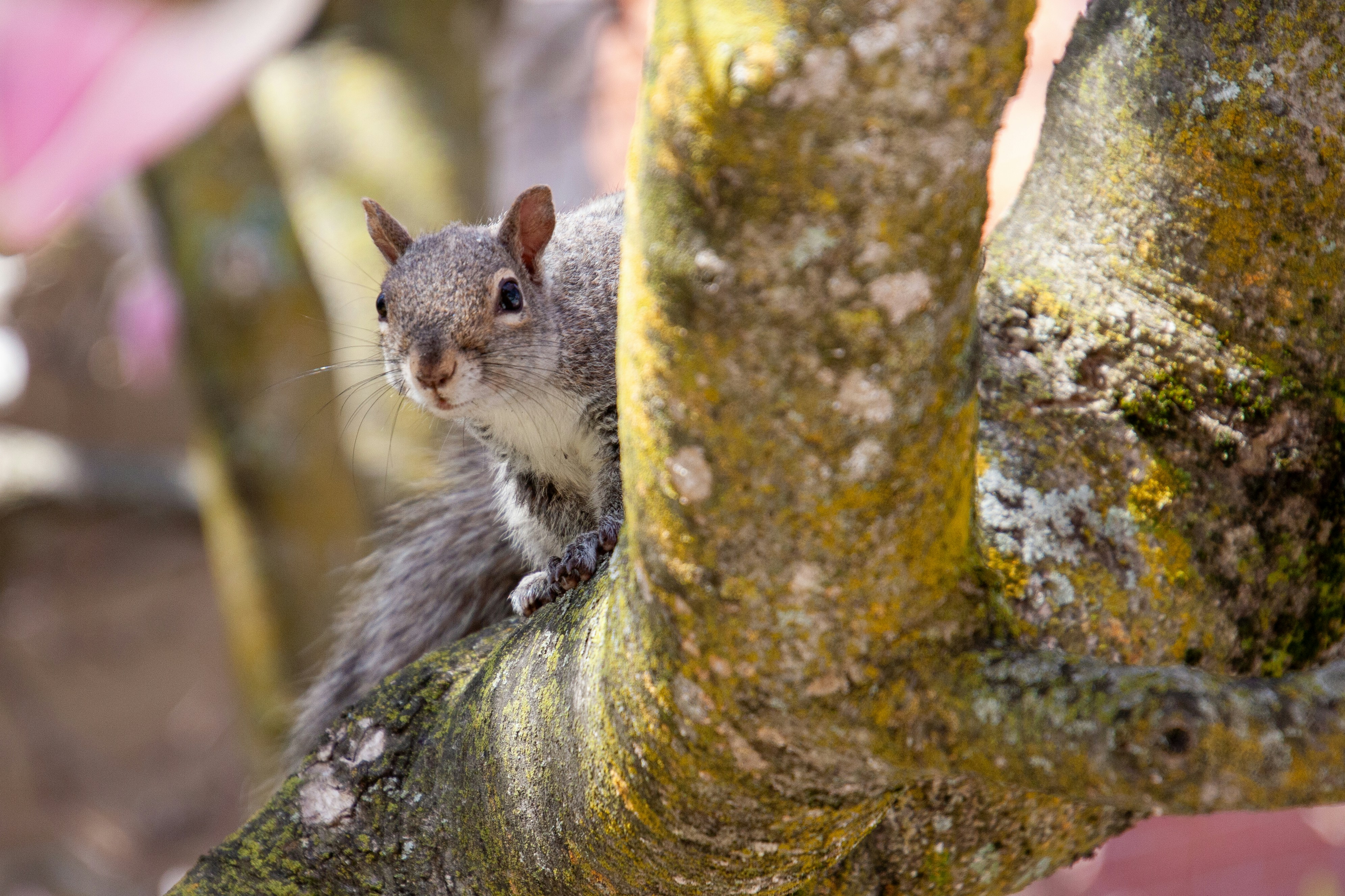 Curious Squirrel Perched on Weathered Oak Burl