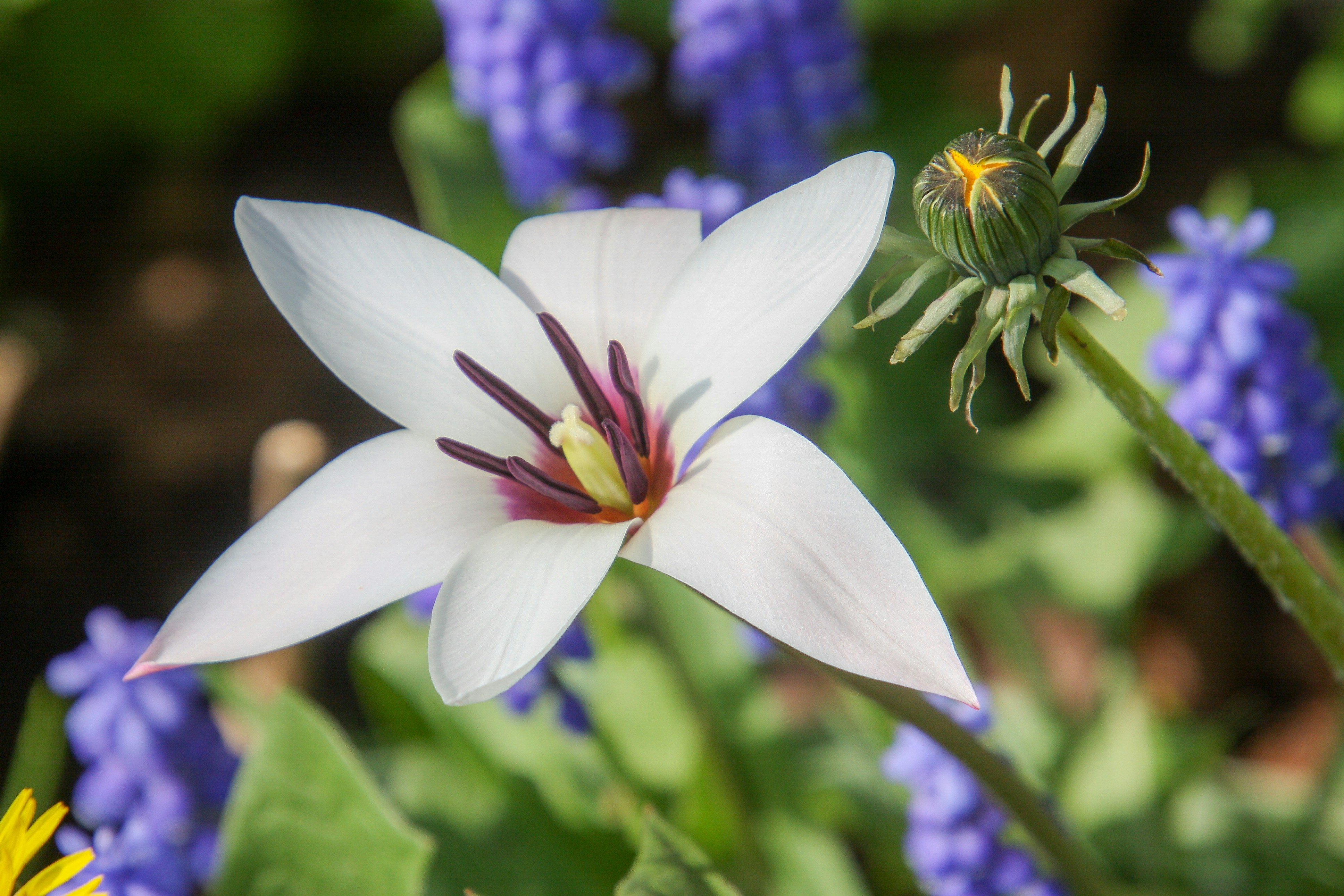 White Lily-Star Bloom with Purple Buds