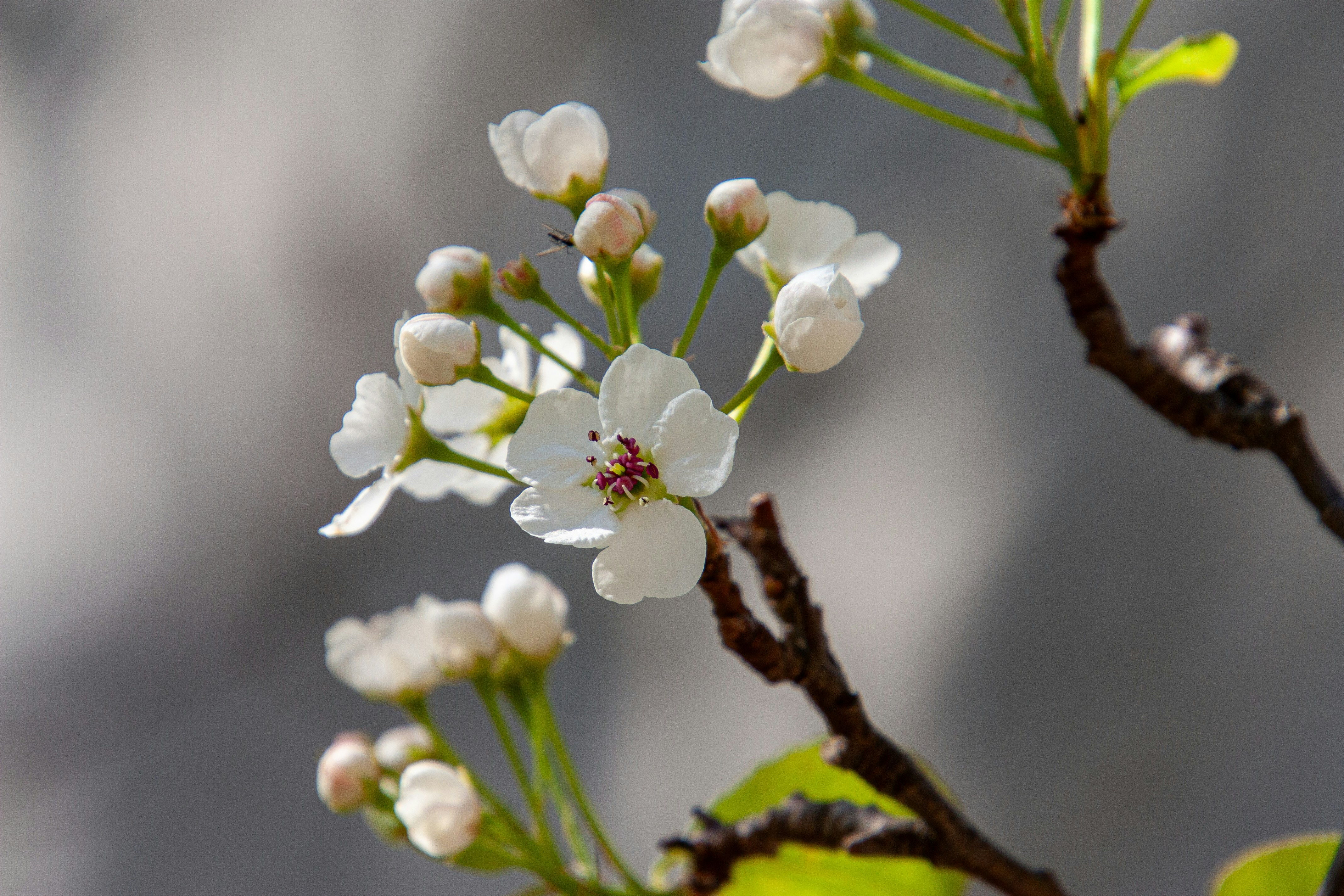 White blossom cluster in soft-focus garden backdrop