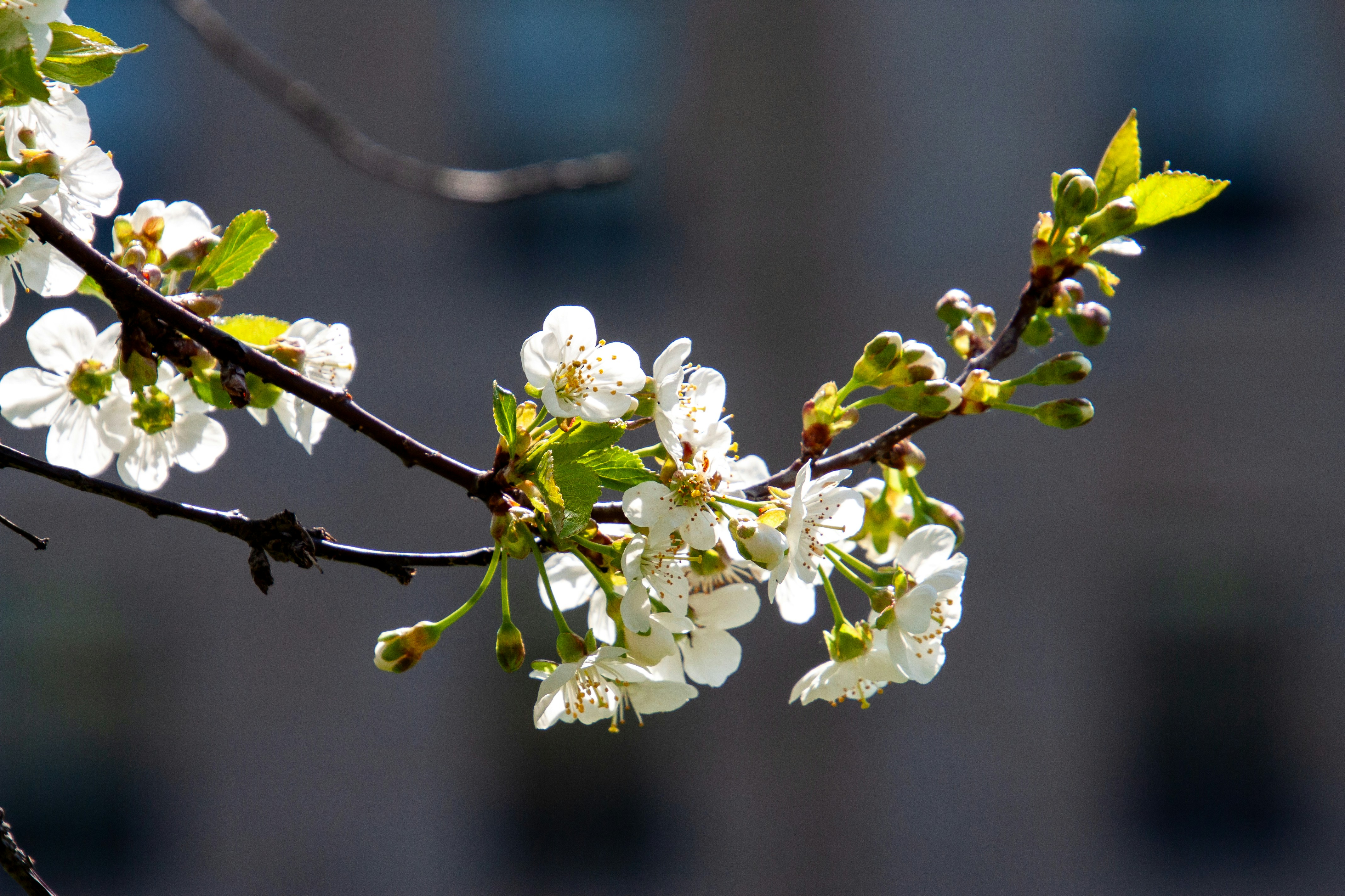Blooming Branch in Soft Focus Urban Wake