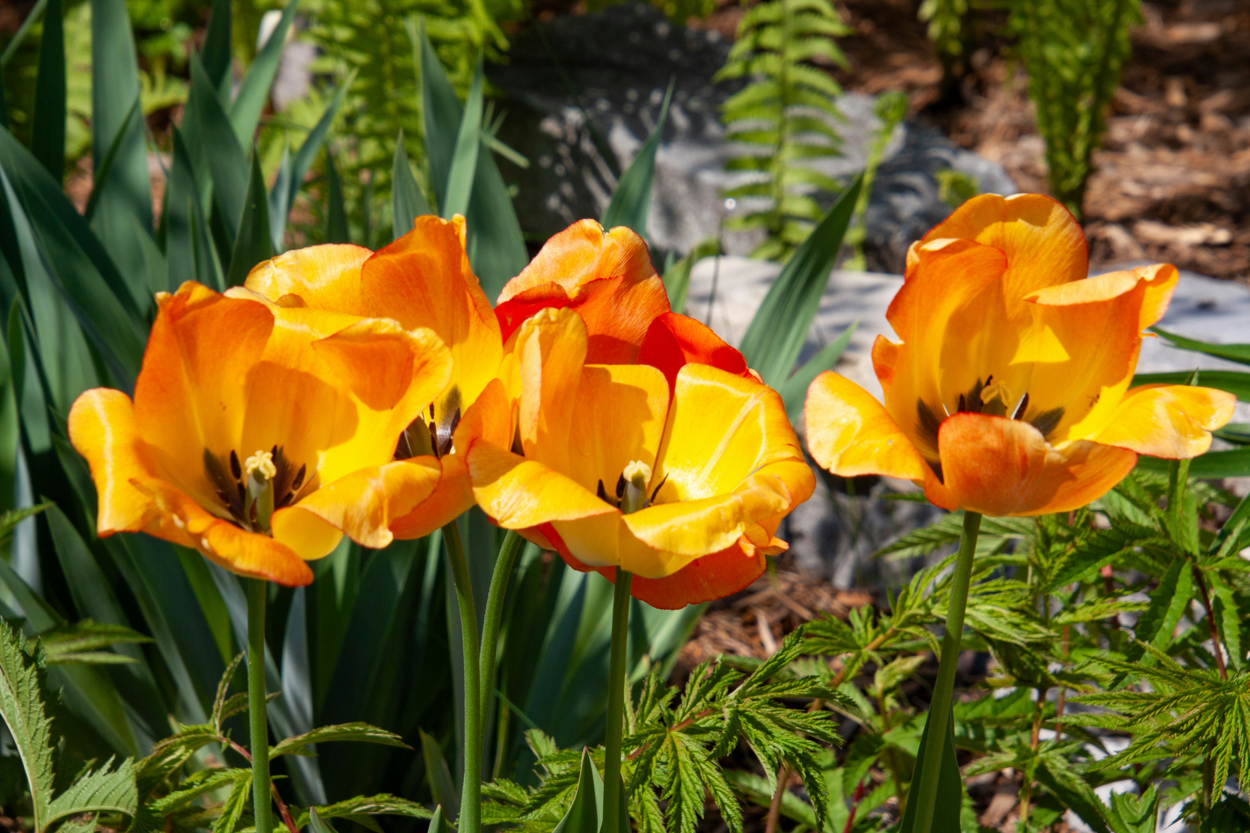 Orange Tulip Burst in a Sunlit Garden