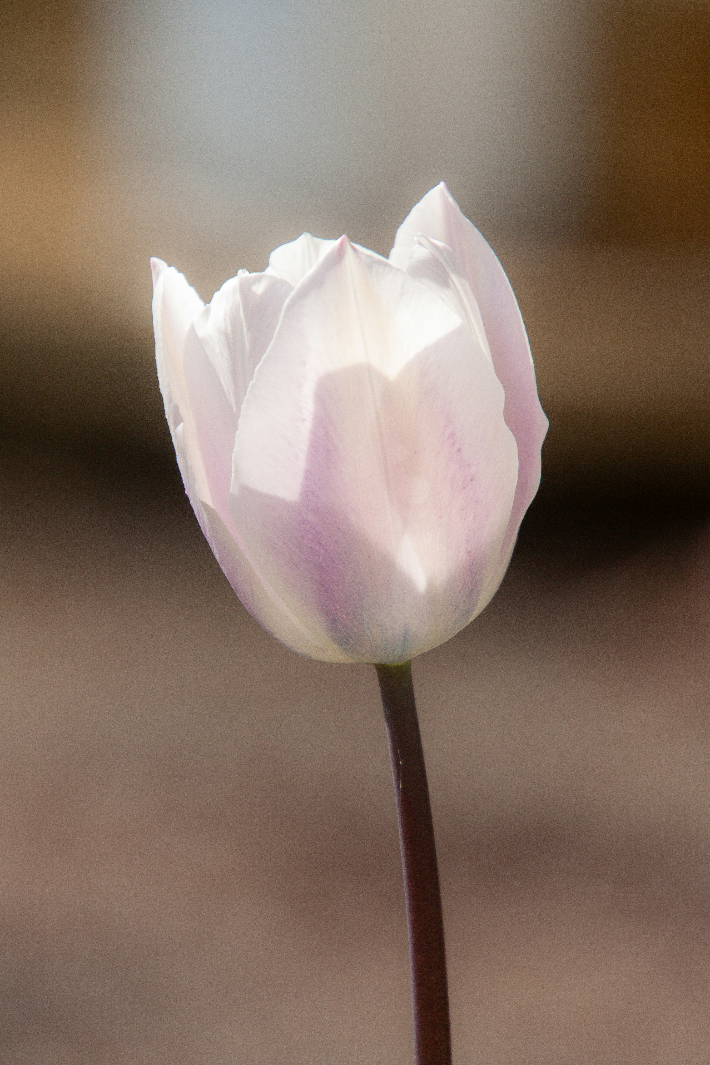 Petal Whisper: a pale tulip in soft focus bloom