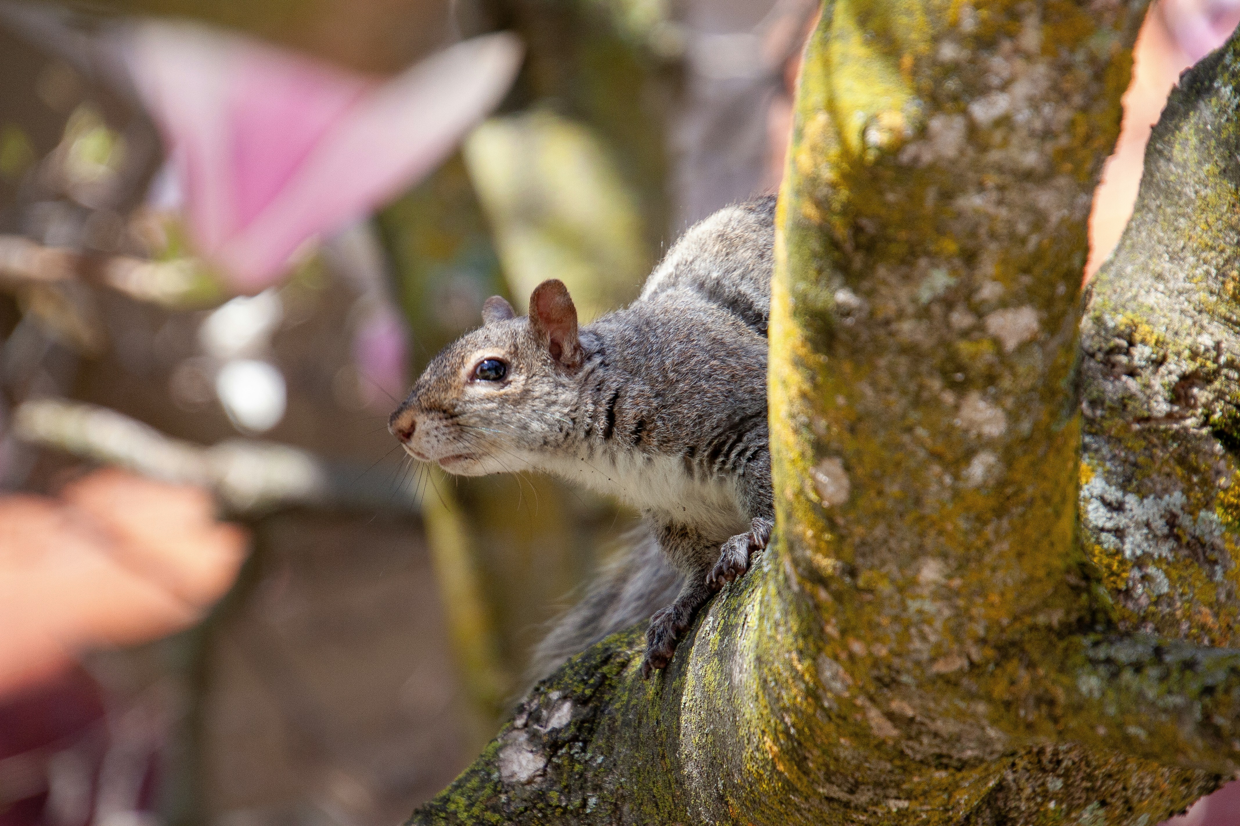 Squirrel Patrol: A Curious Rodent Perched on Mossy Branches