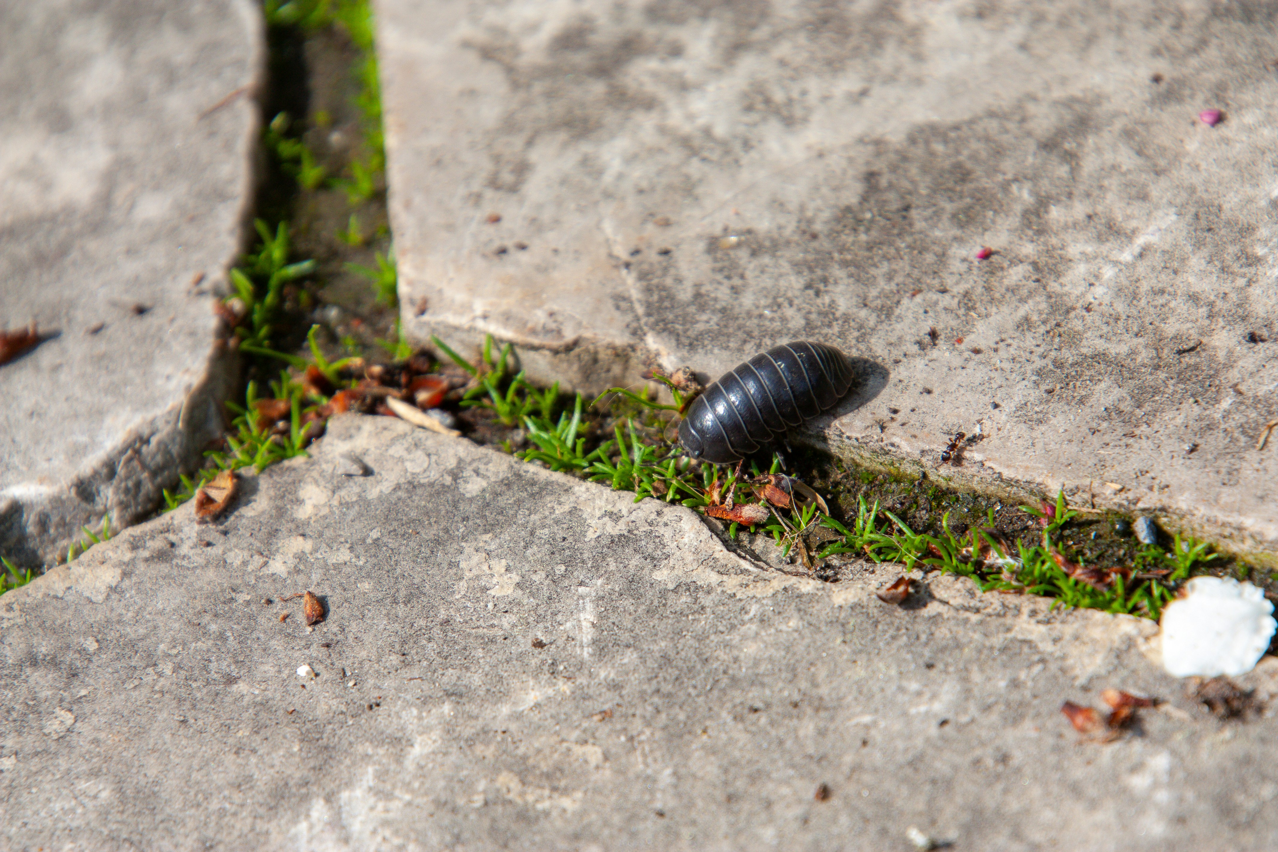 A solitary pill bug traverses a crack between weathered slabs