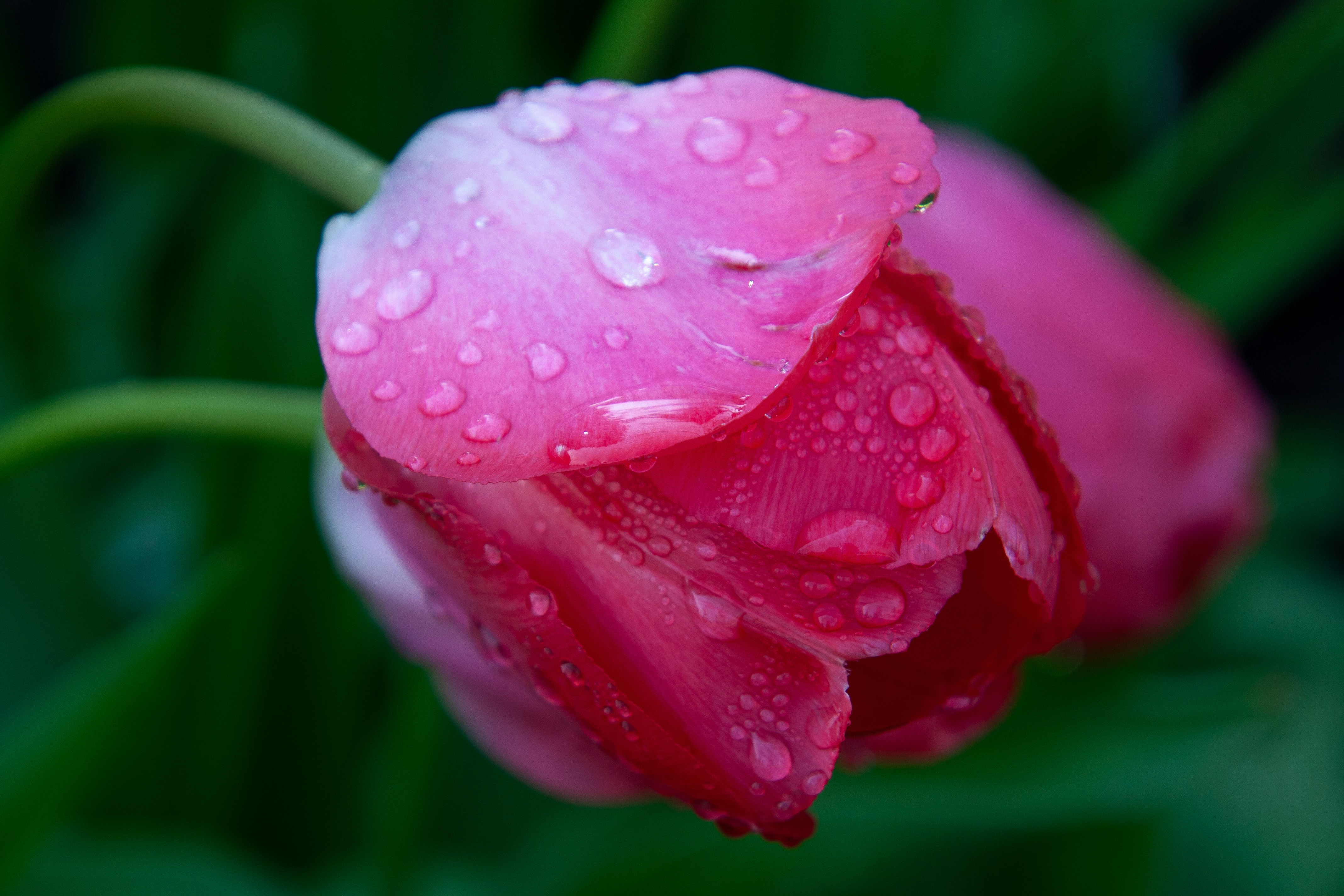 Pink Bud With Water Droplets: A Close-Study of a Dew-kissed Tulip