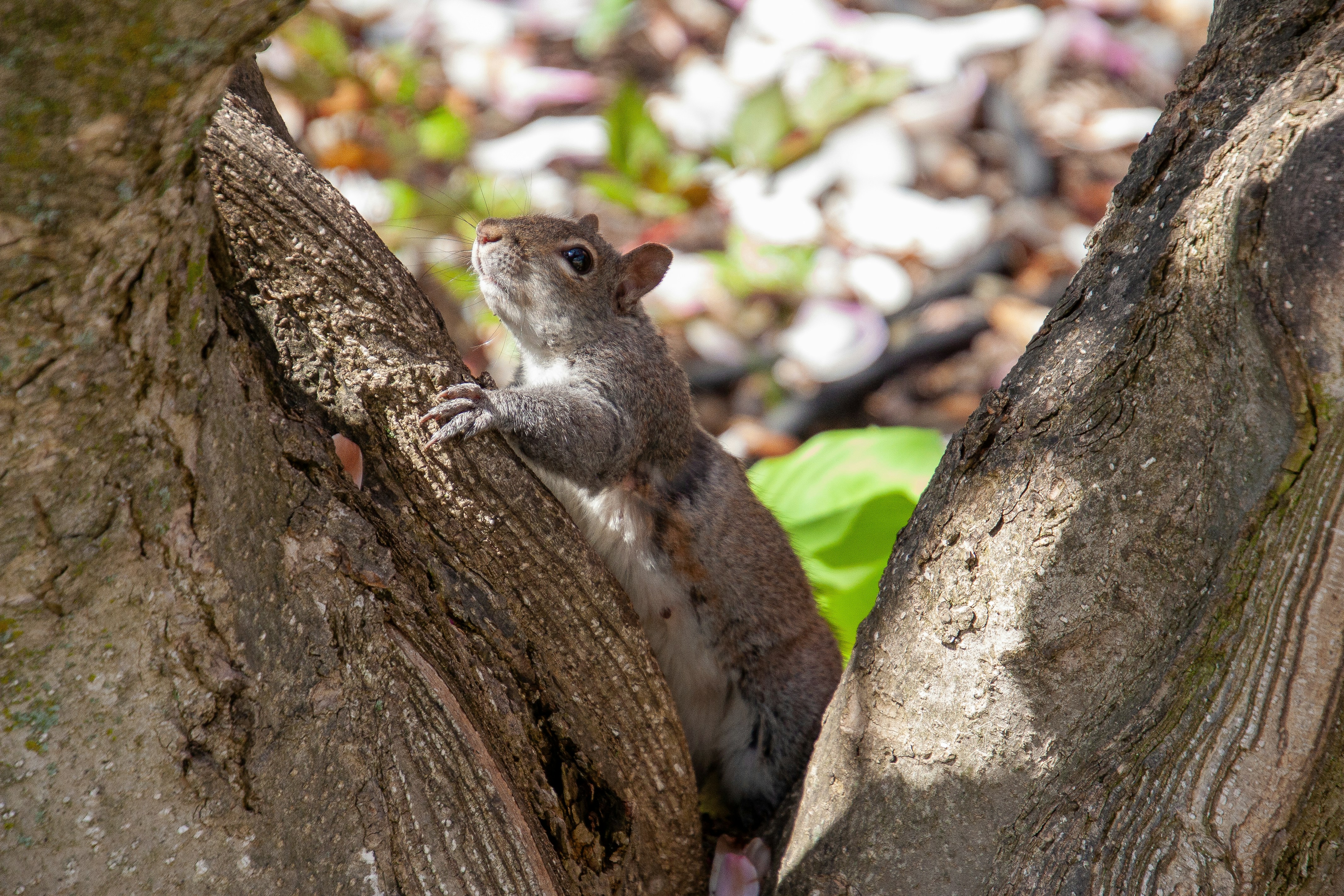 Nut-Sniffing Stowaway: a Squirrel Between Tree Trunks