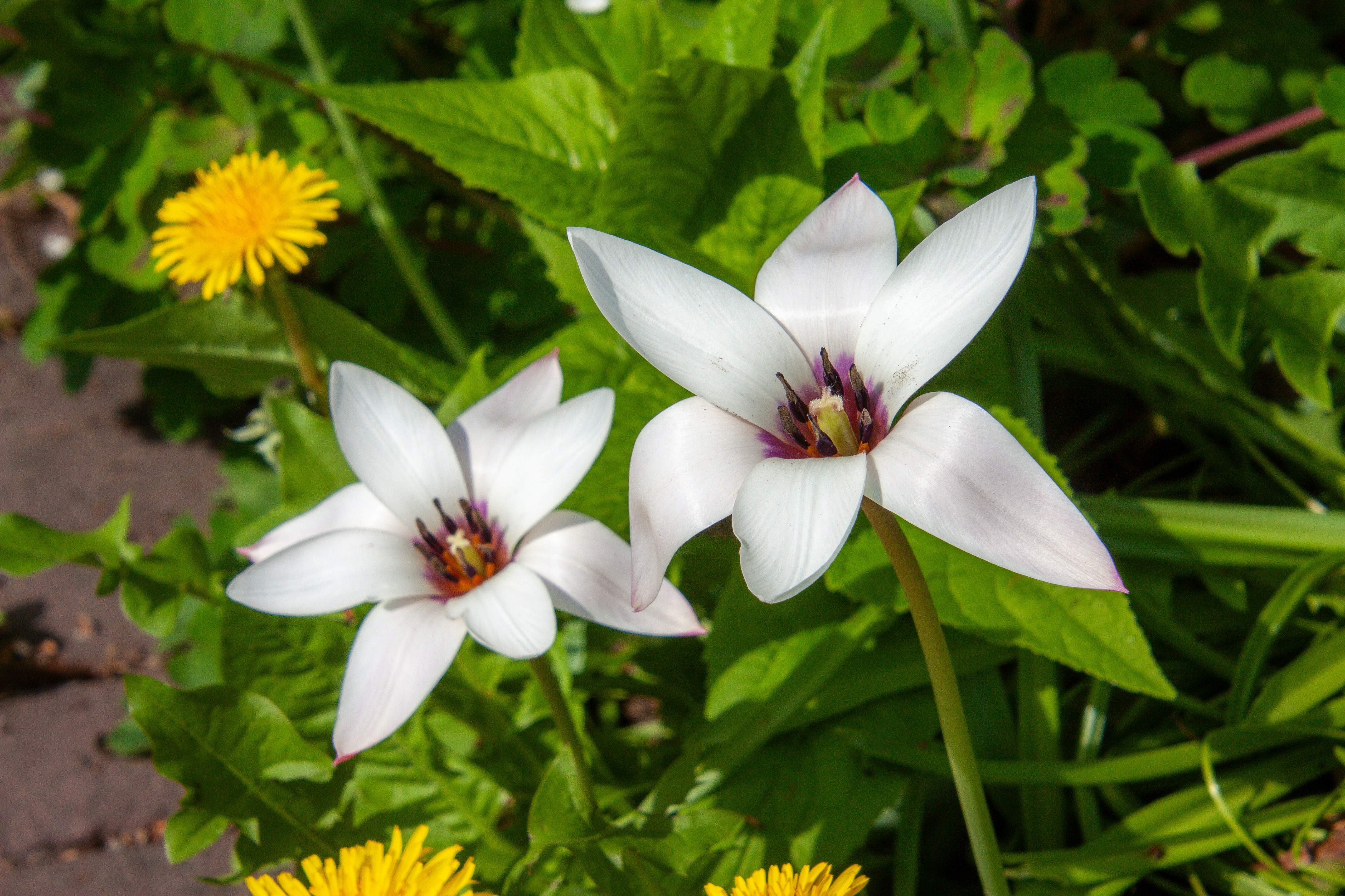 White Starflowers in Sunlit Garden