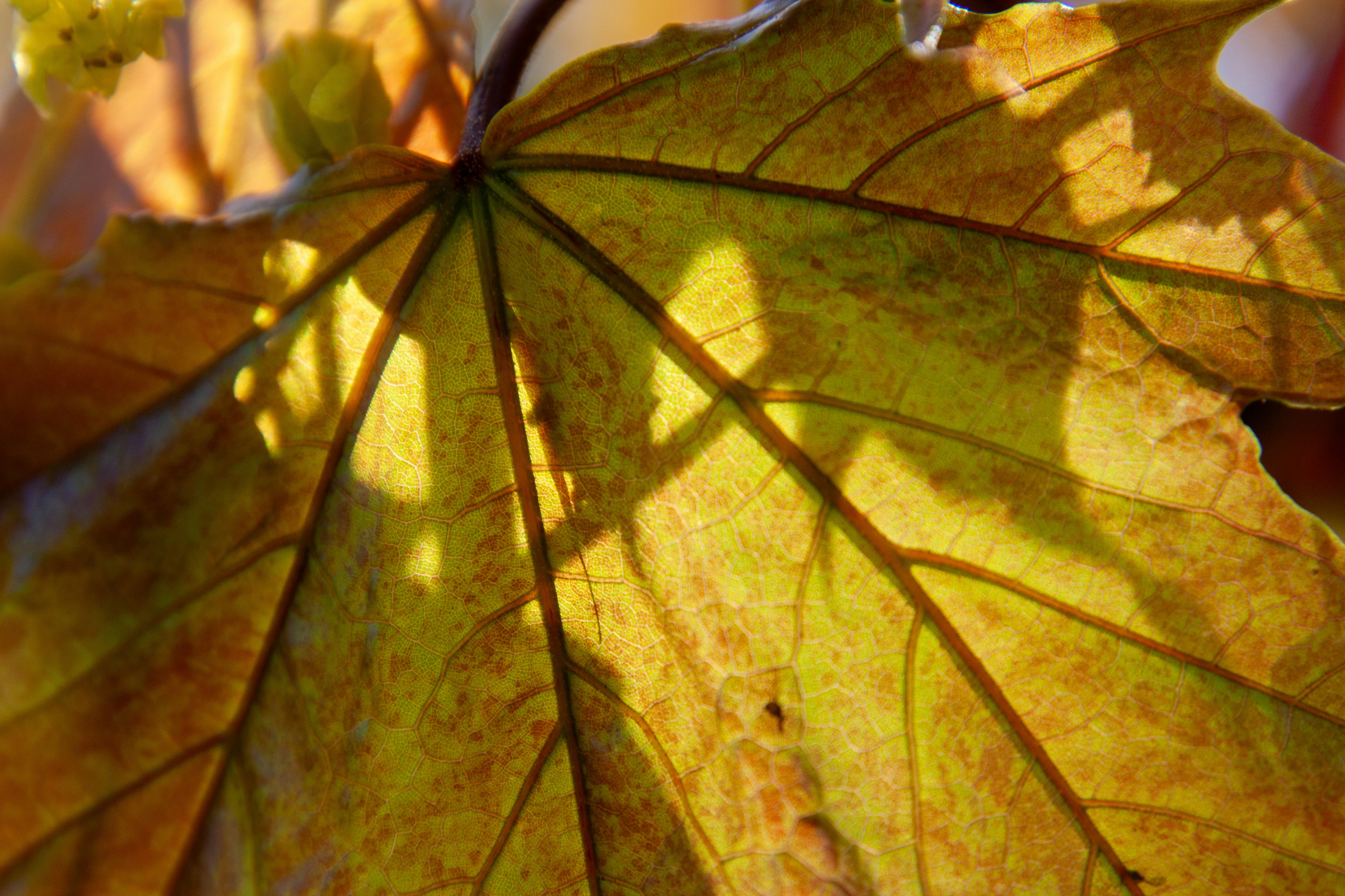 Autumn Vein: a sunlit maple leaf’s lattice in close-up