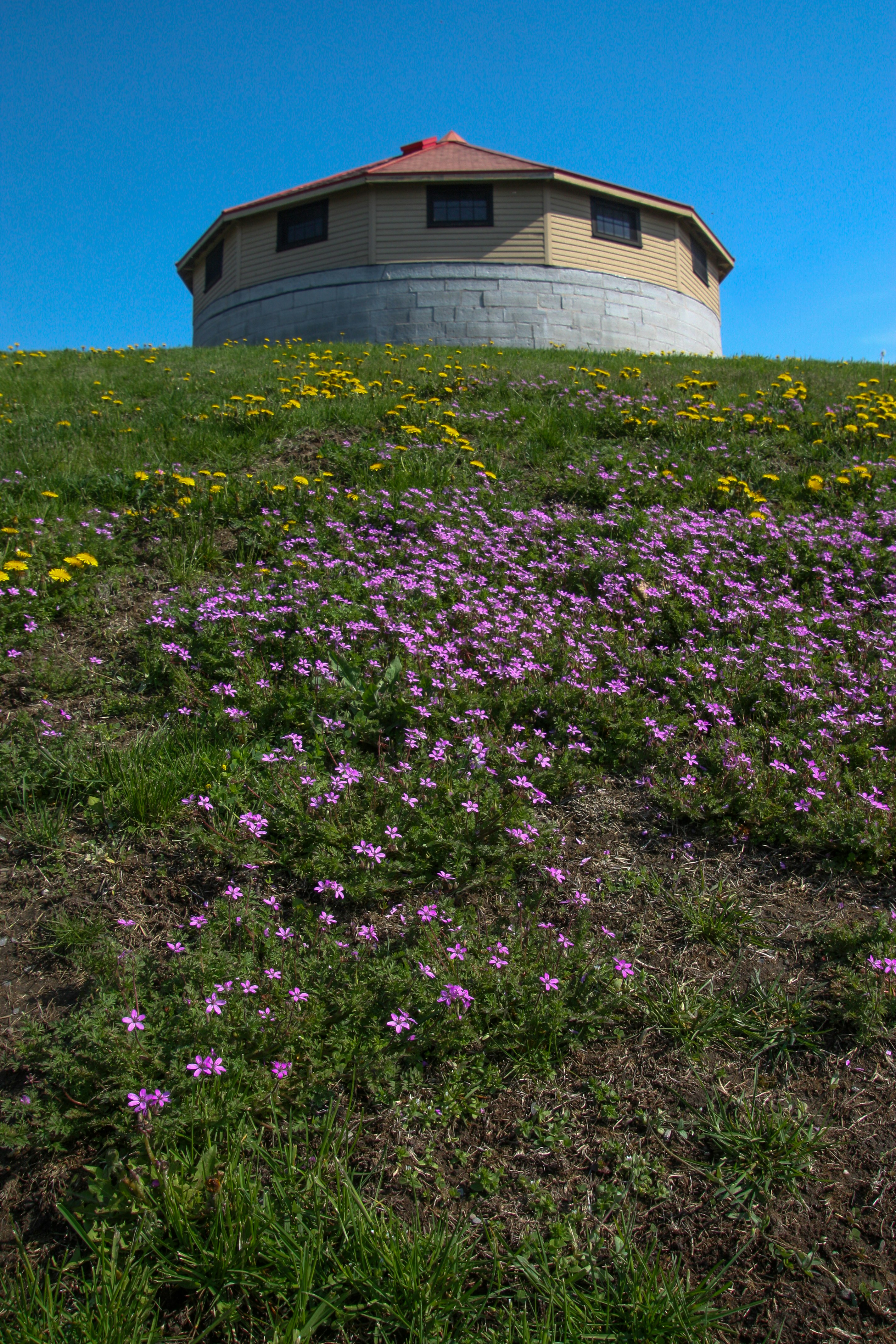 Hilltop Podium: A Circular Building Surrounded by Violet and Golden Wildflowers