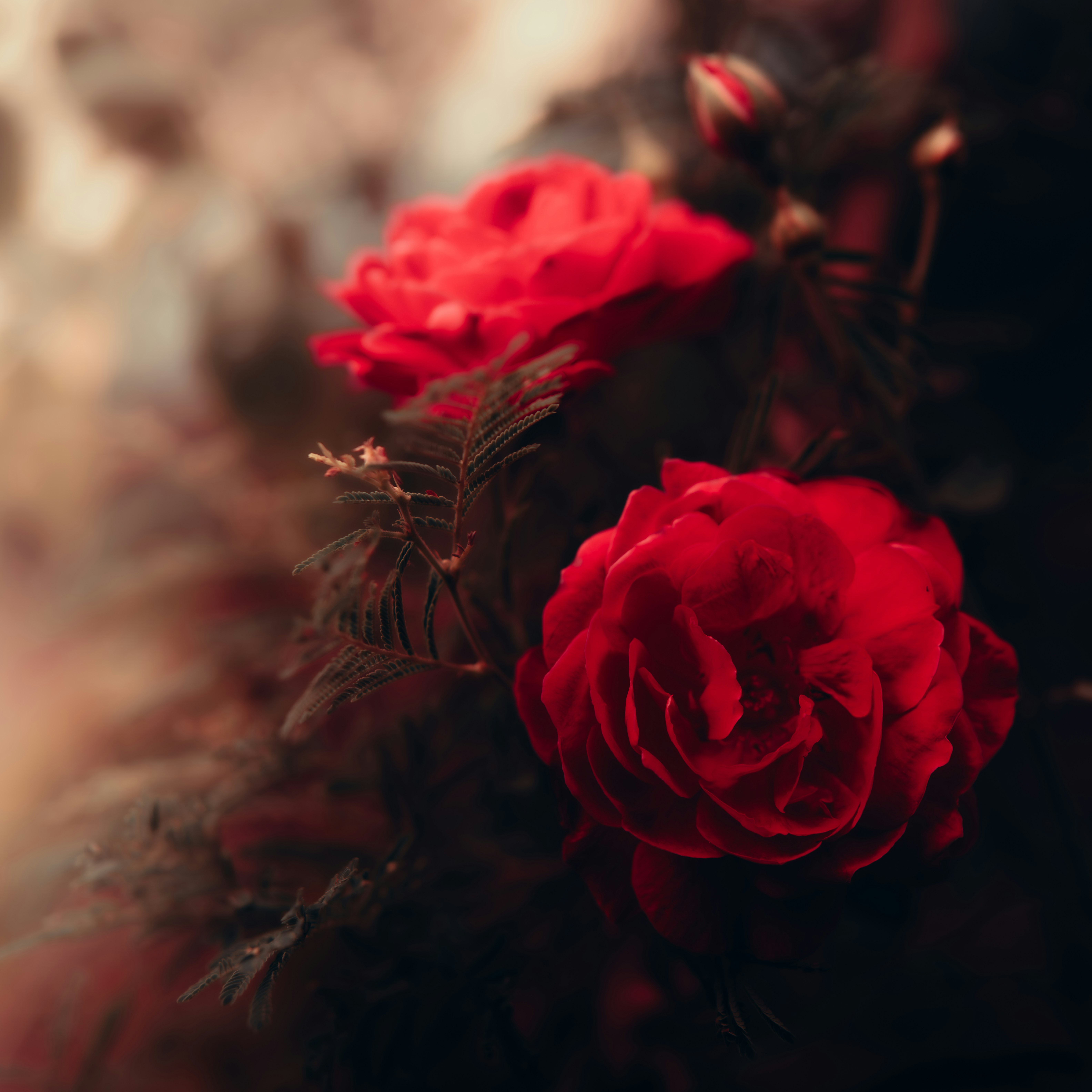 Crimson Bloom in Velvet Haze