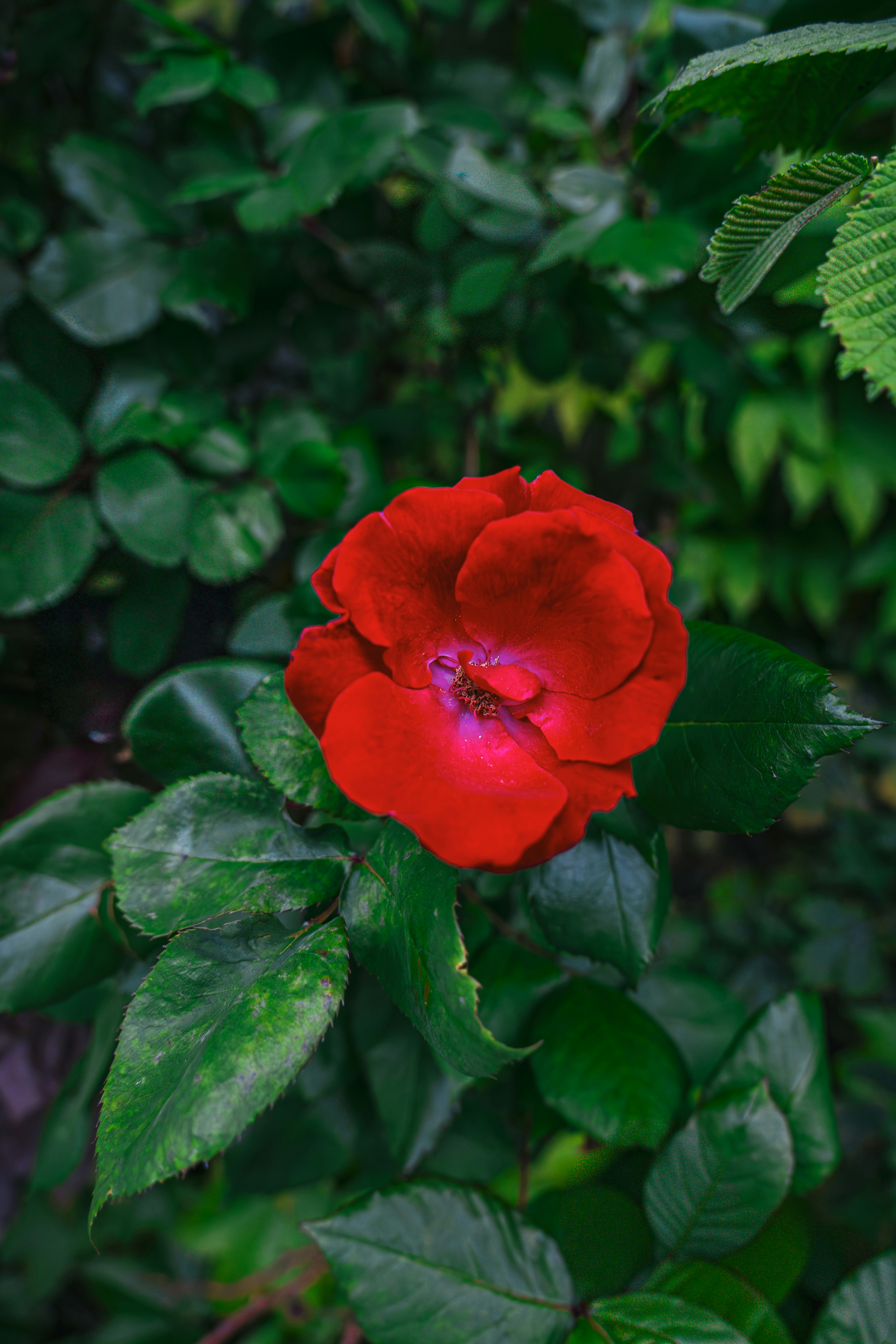 Crimson Bloom Amid Green Veil