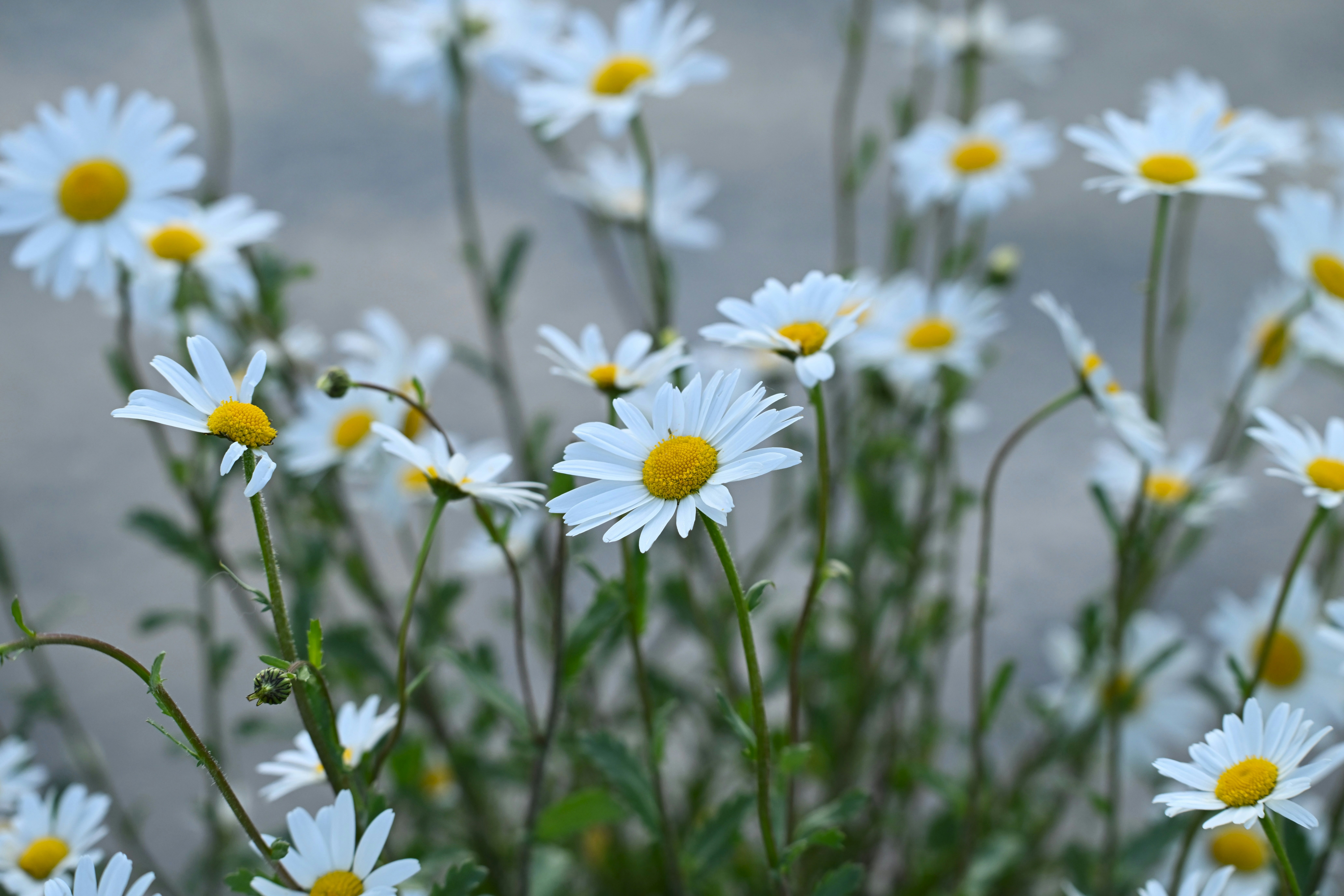 Center Daisy Chorus: A Field of White with Bright Yellow Centers