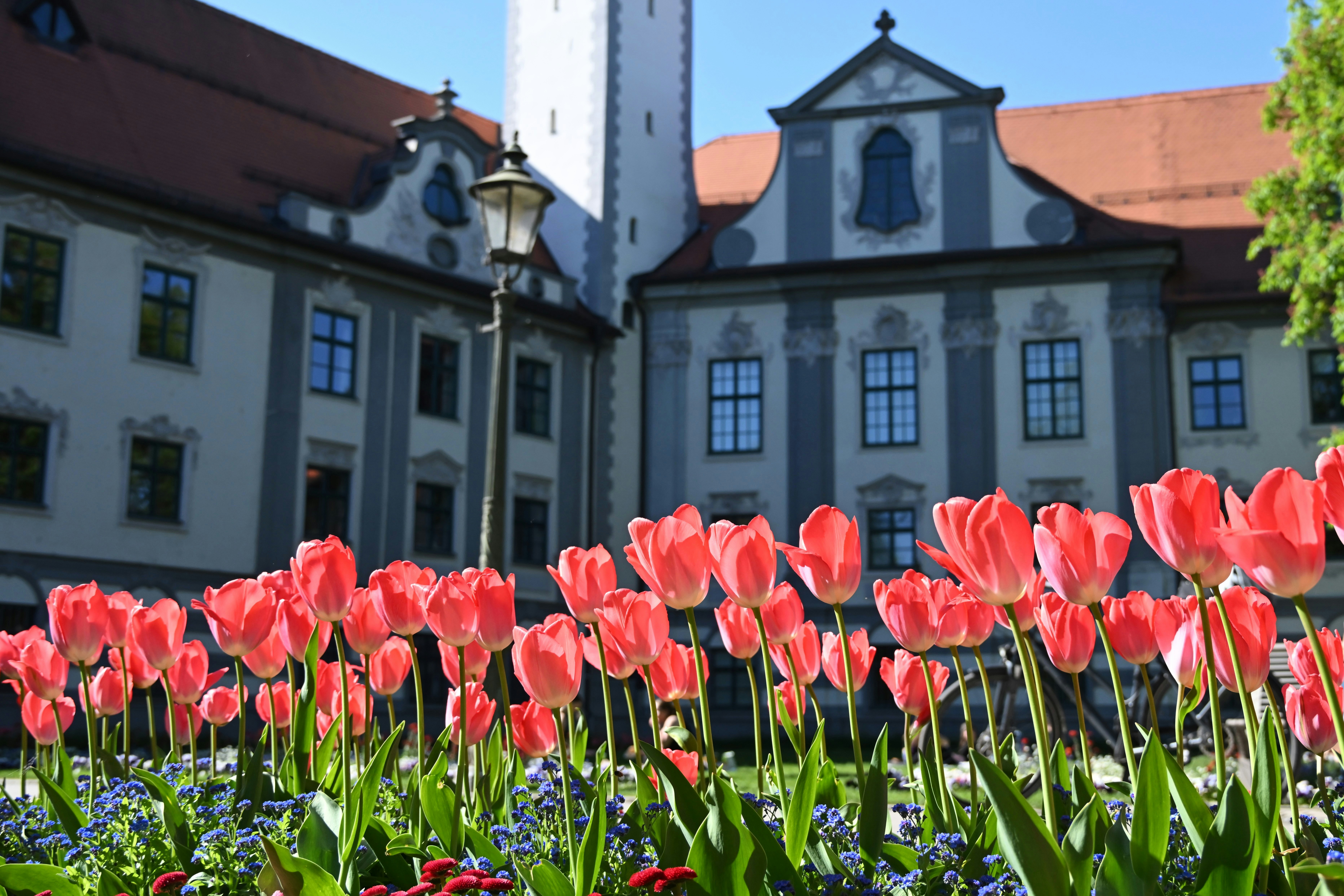 Tulip Field in Front of a Historic Baroque Facade
