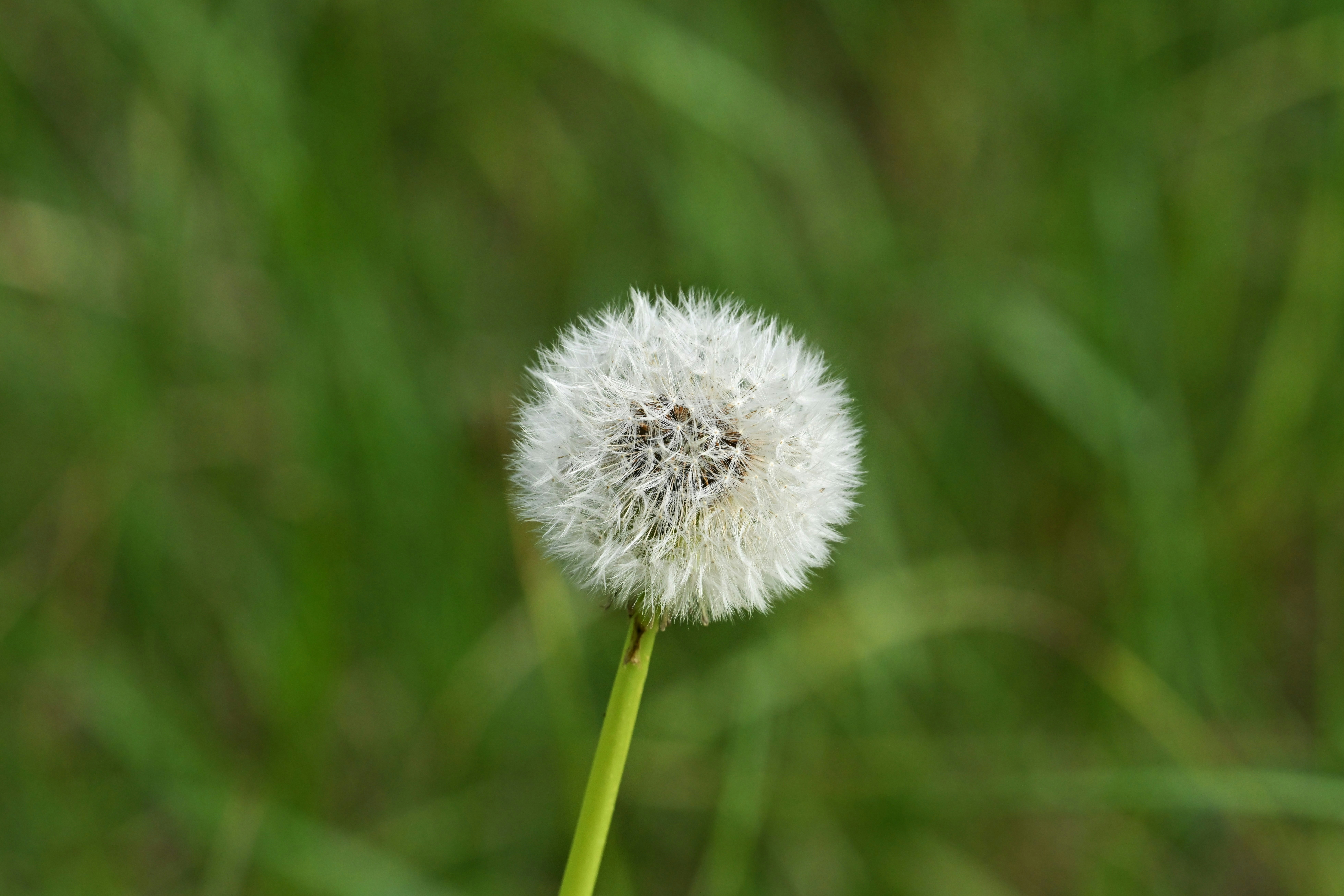 Seed Head in Focus: A Quiet Moment Amid Green Blur