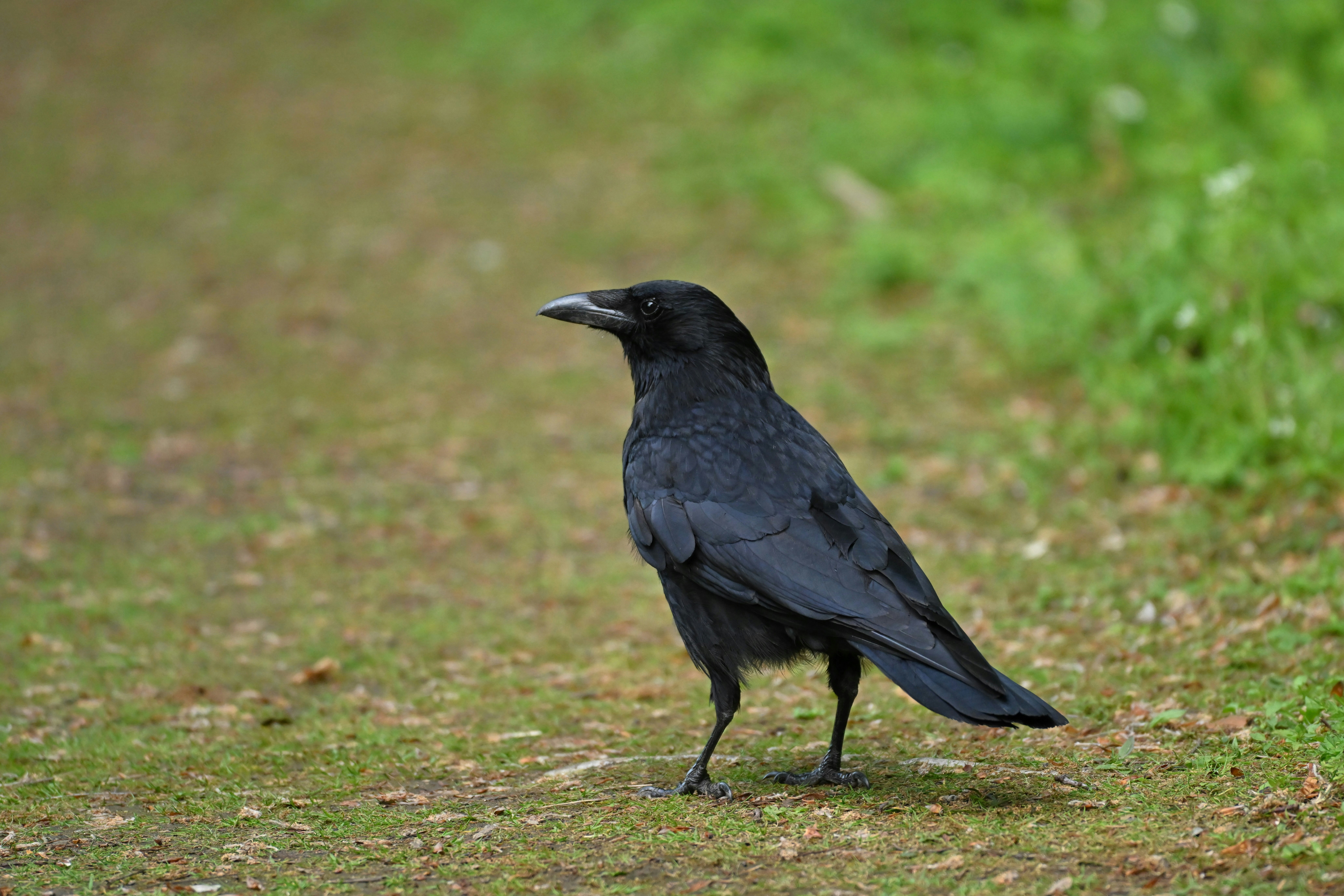 Midday Watcher: A solitary crow on a mossy path