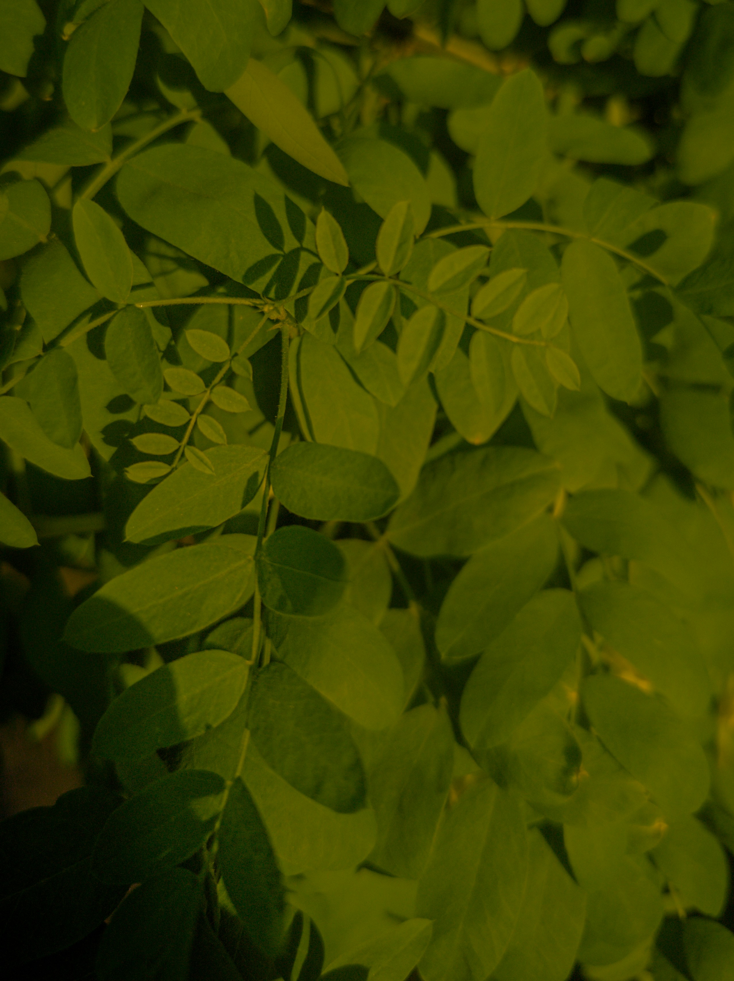 Emerald Foliage Cascade: A Close-Up of Verdant Leaves