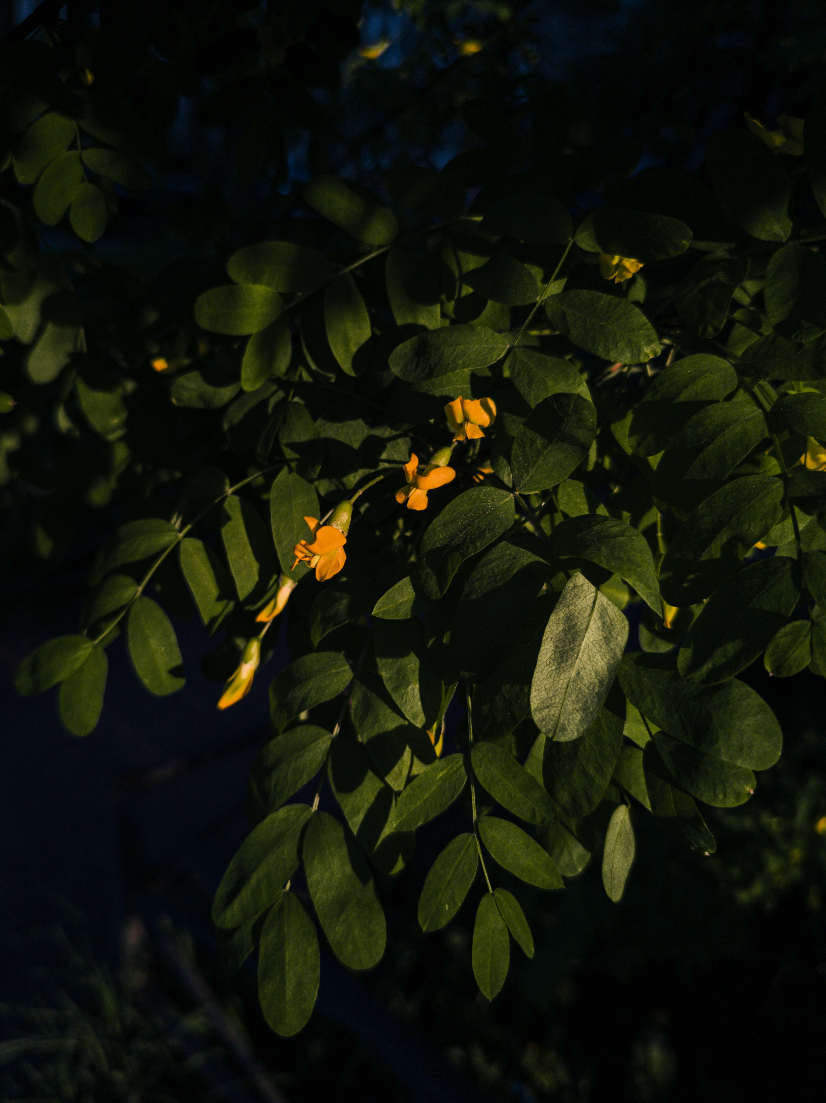 Golden Accents in Moonlit Foliage