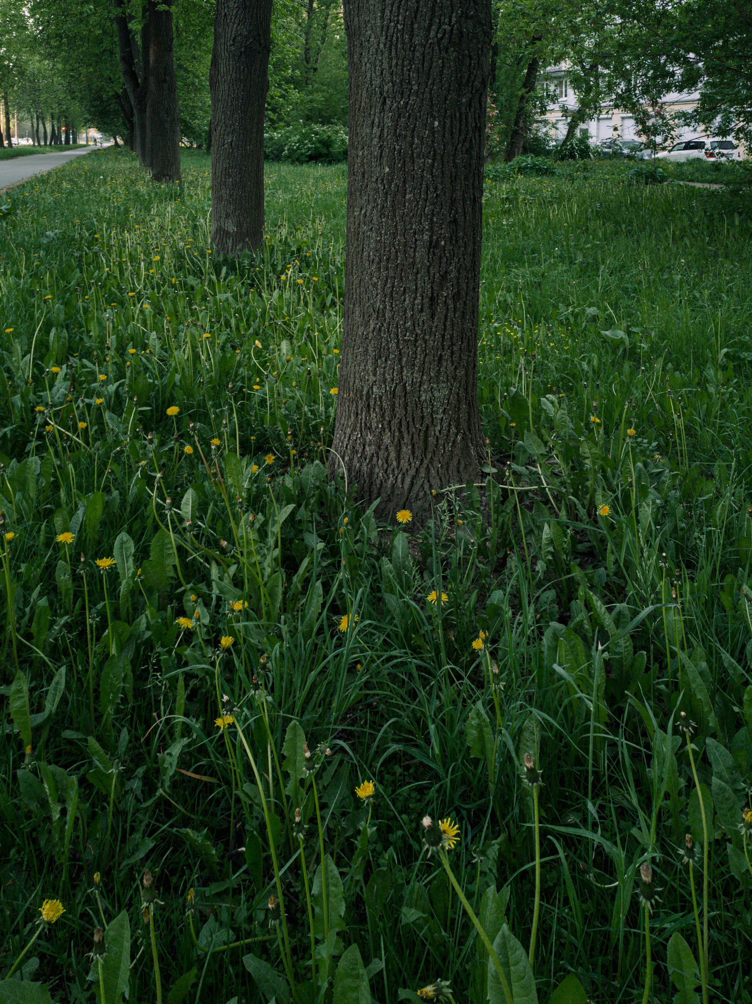 Trunk in a Field of Dandelions