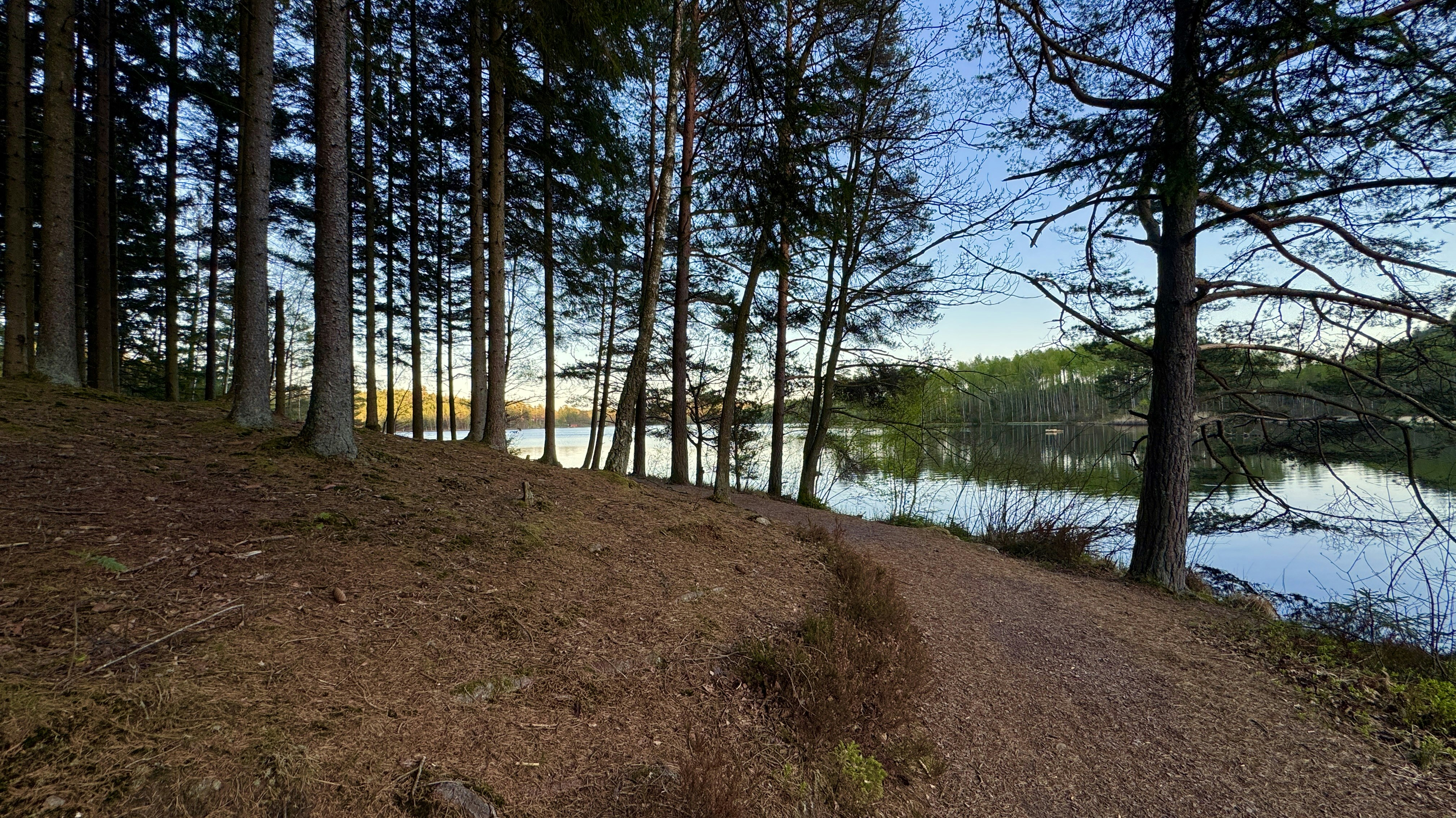Sunlit Lake Trail: Quiet Pines Frame a Sunset Reach