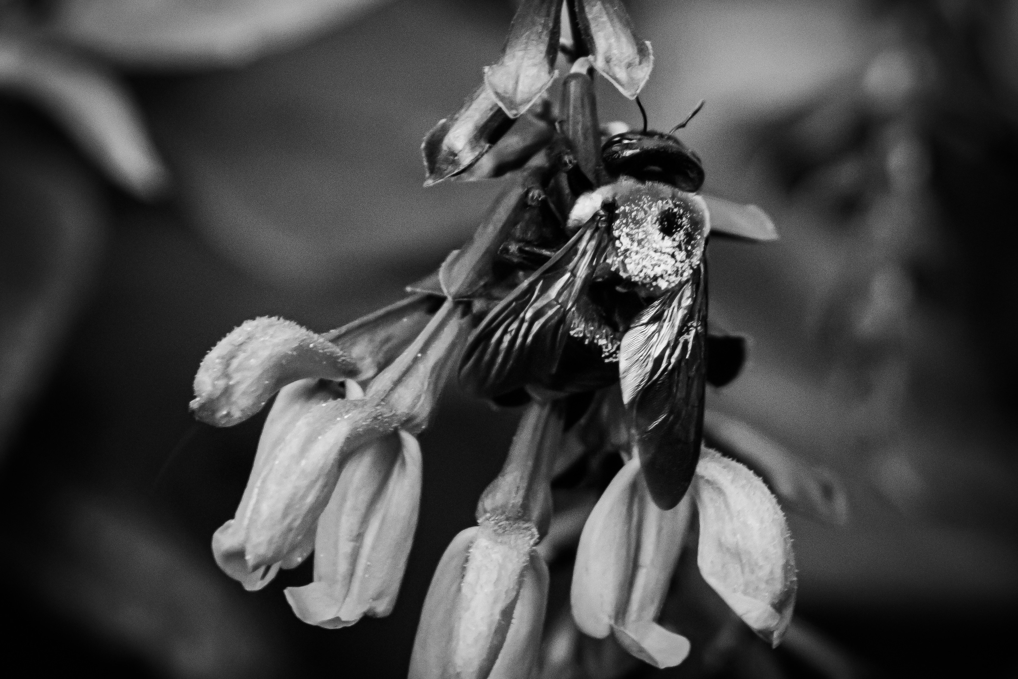 Dusty Bee on Withered Petal: A Stilled Moment in Mono