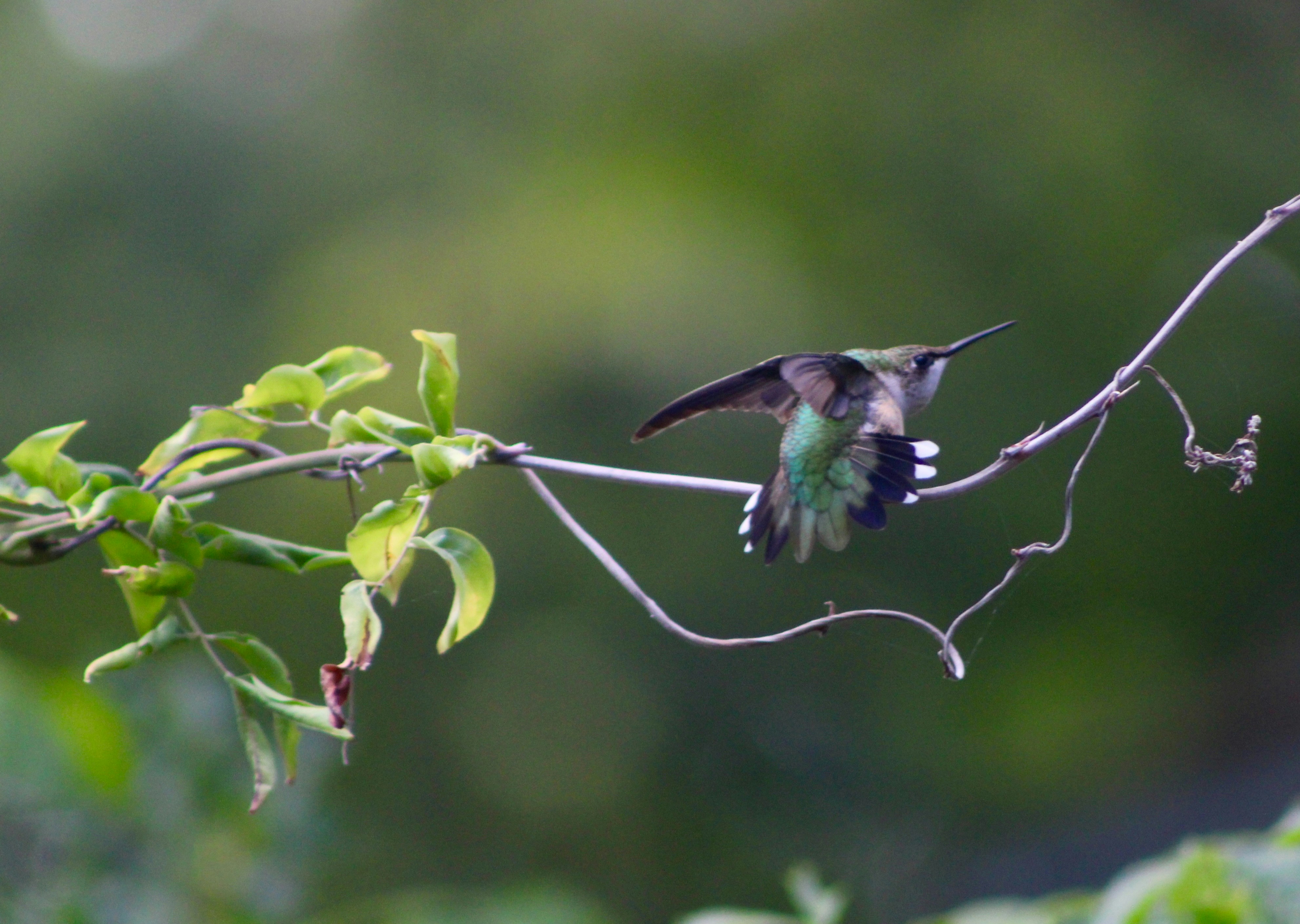 Hummingbird in mid-hover, mint-green plumage catching sunlight