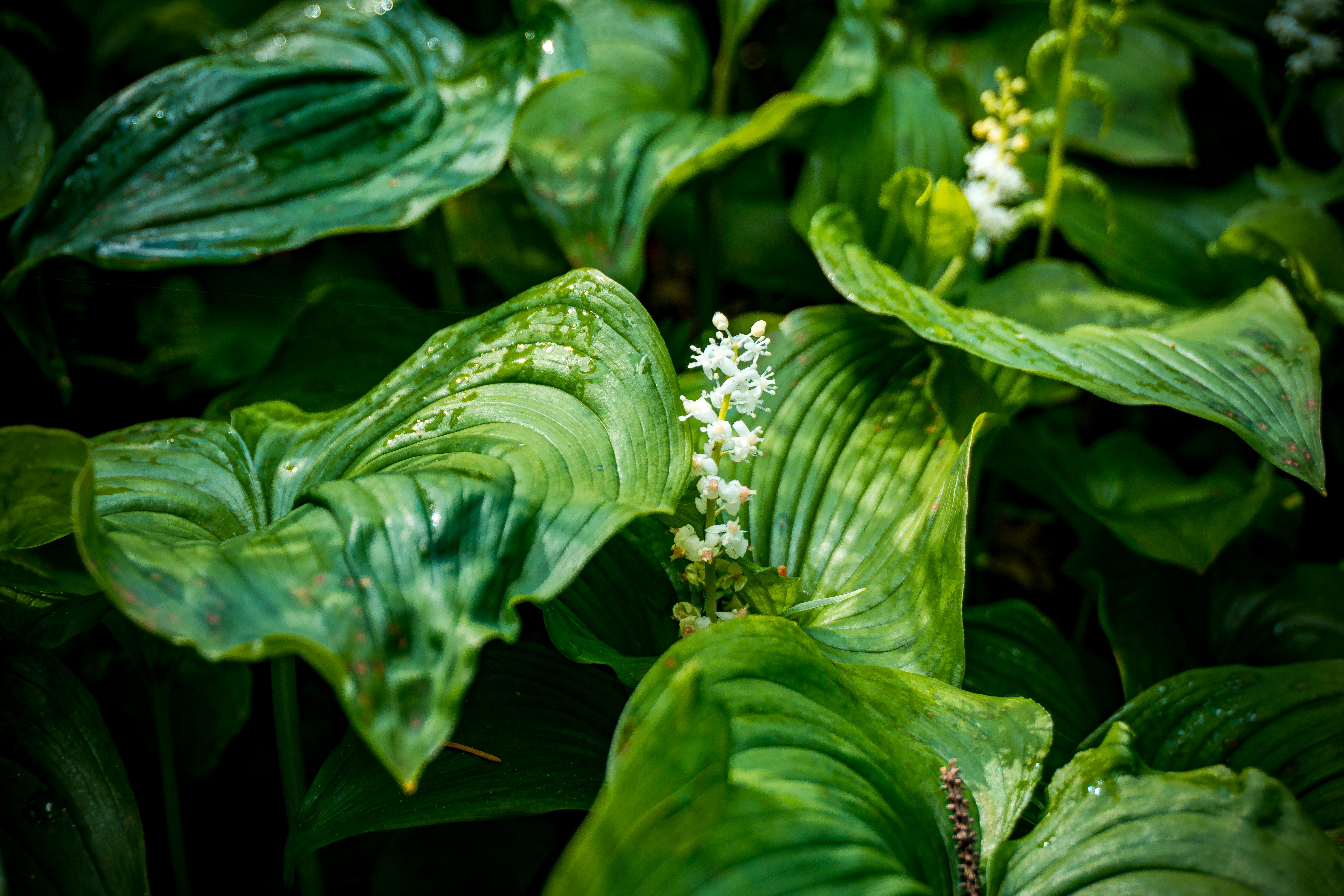 Verdant Spike: A Close-Up of White Blossoms Among Broad Green Leaves