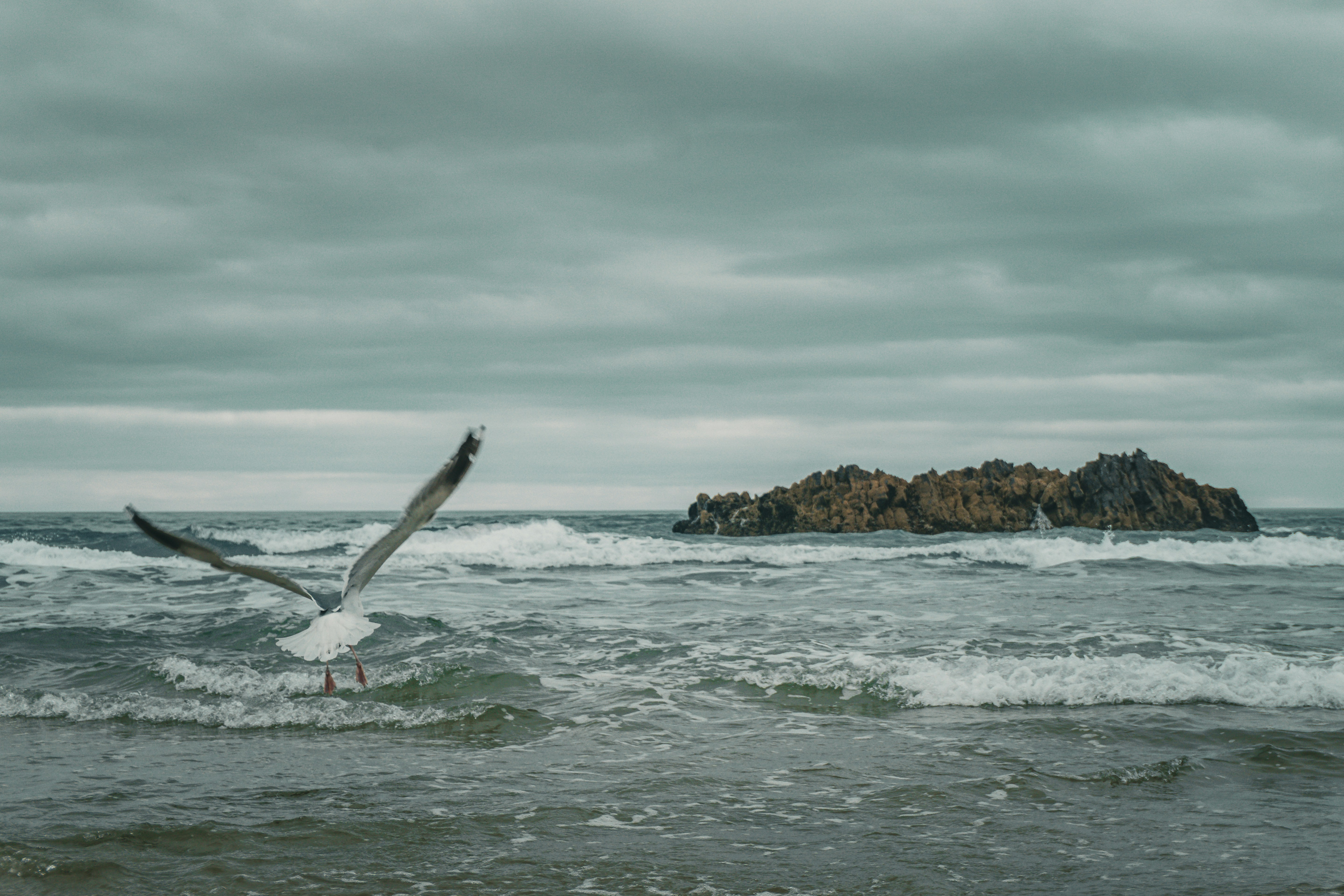 Seabird in Flight Over Breakers Toward a Rocky Outcrop