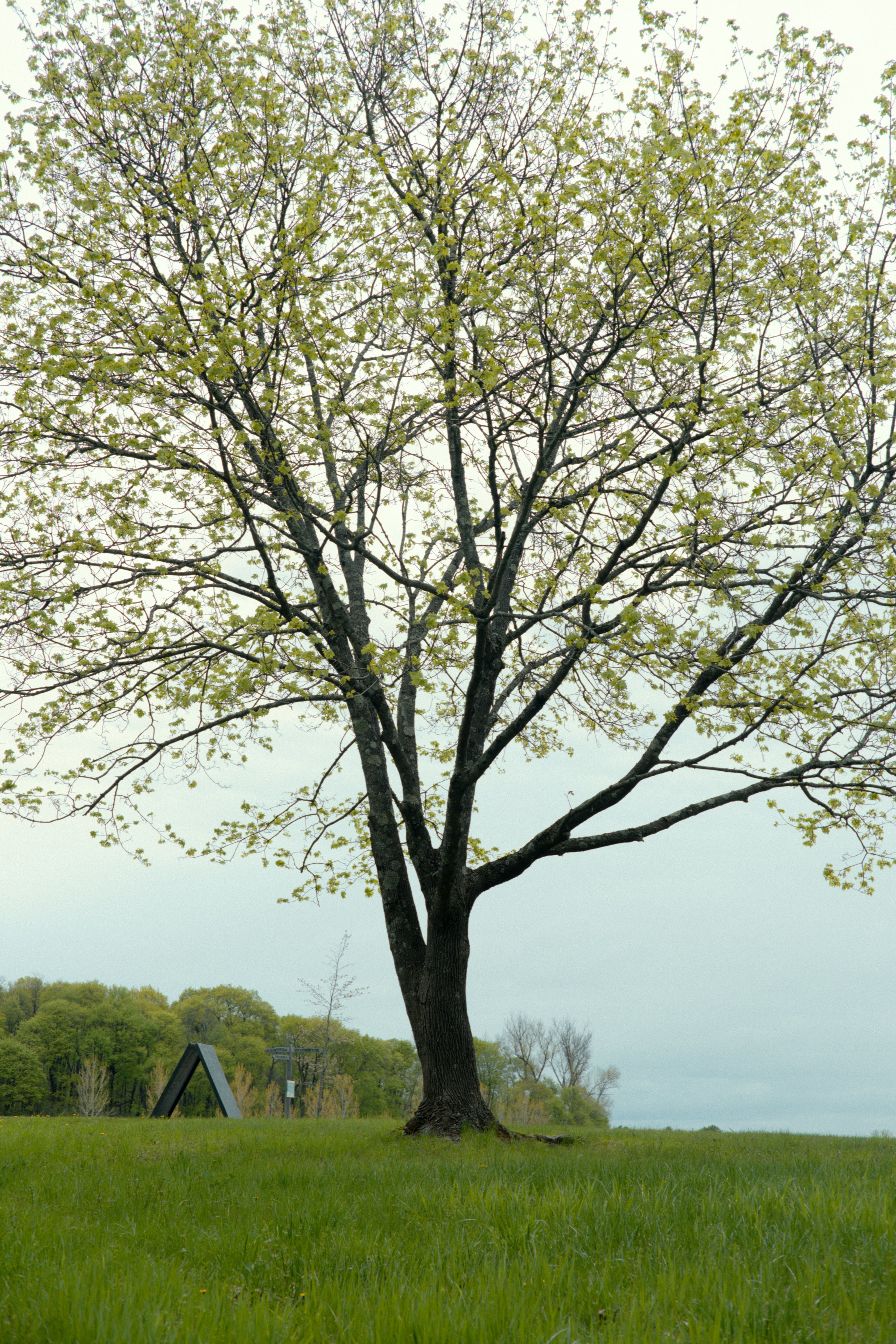 Solitary Orchard Giant: A Blossoming Tree Reaching into Spring Sky