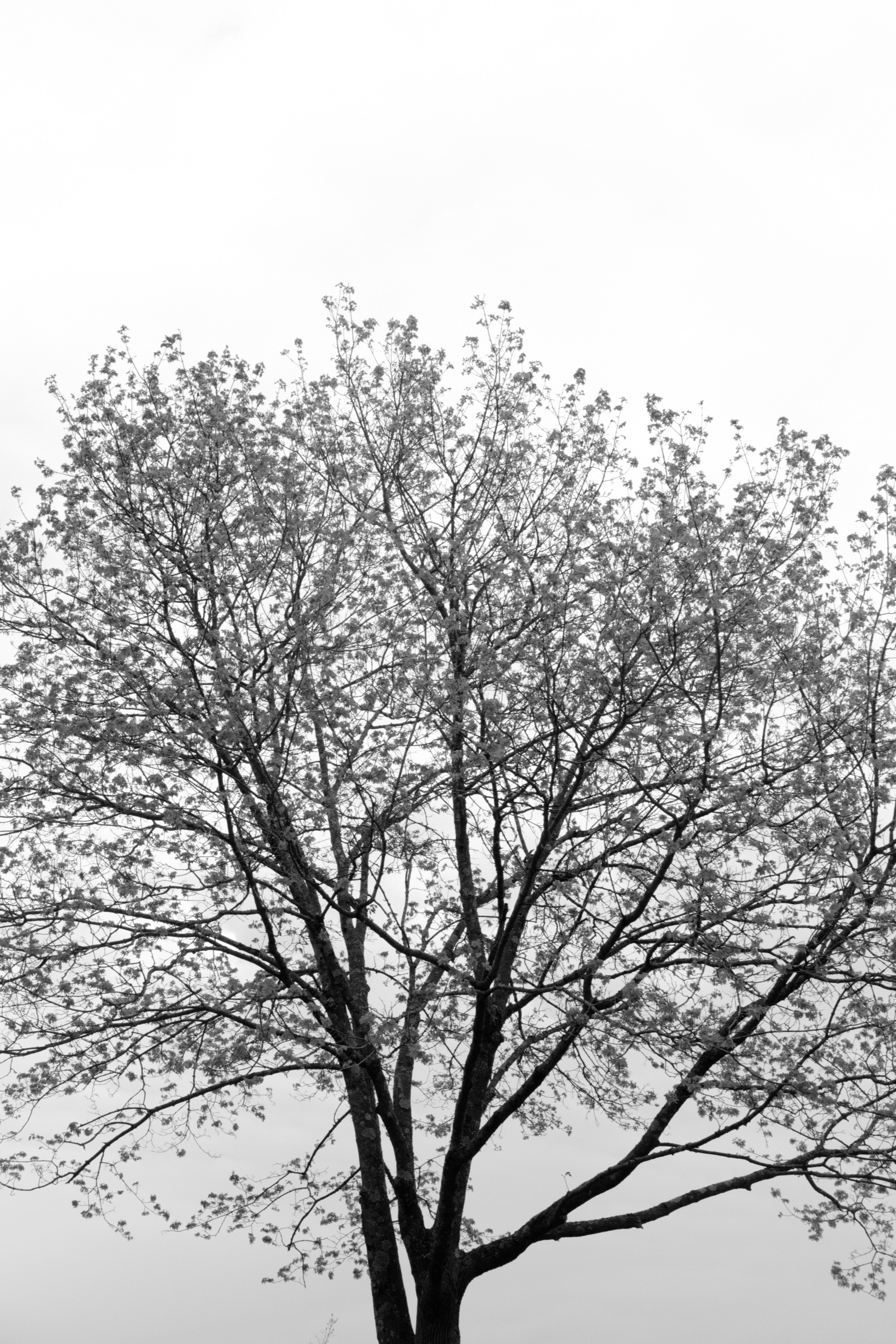 A monochrome tree against a bright, clear sky. photo – Free Pattern ...