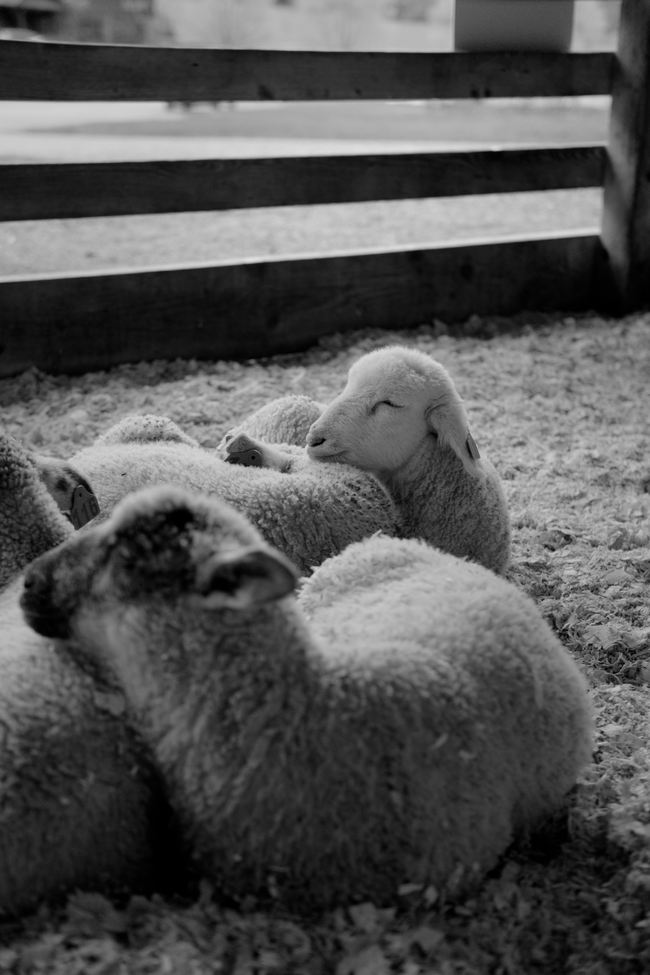 Lambs at Rest: A Quiet Bunch in the Sunlit Pen
