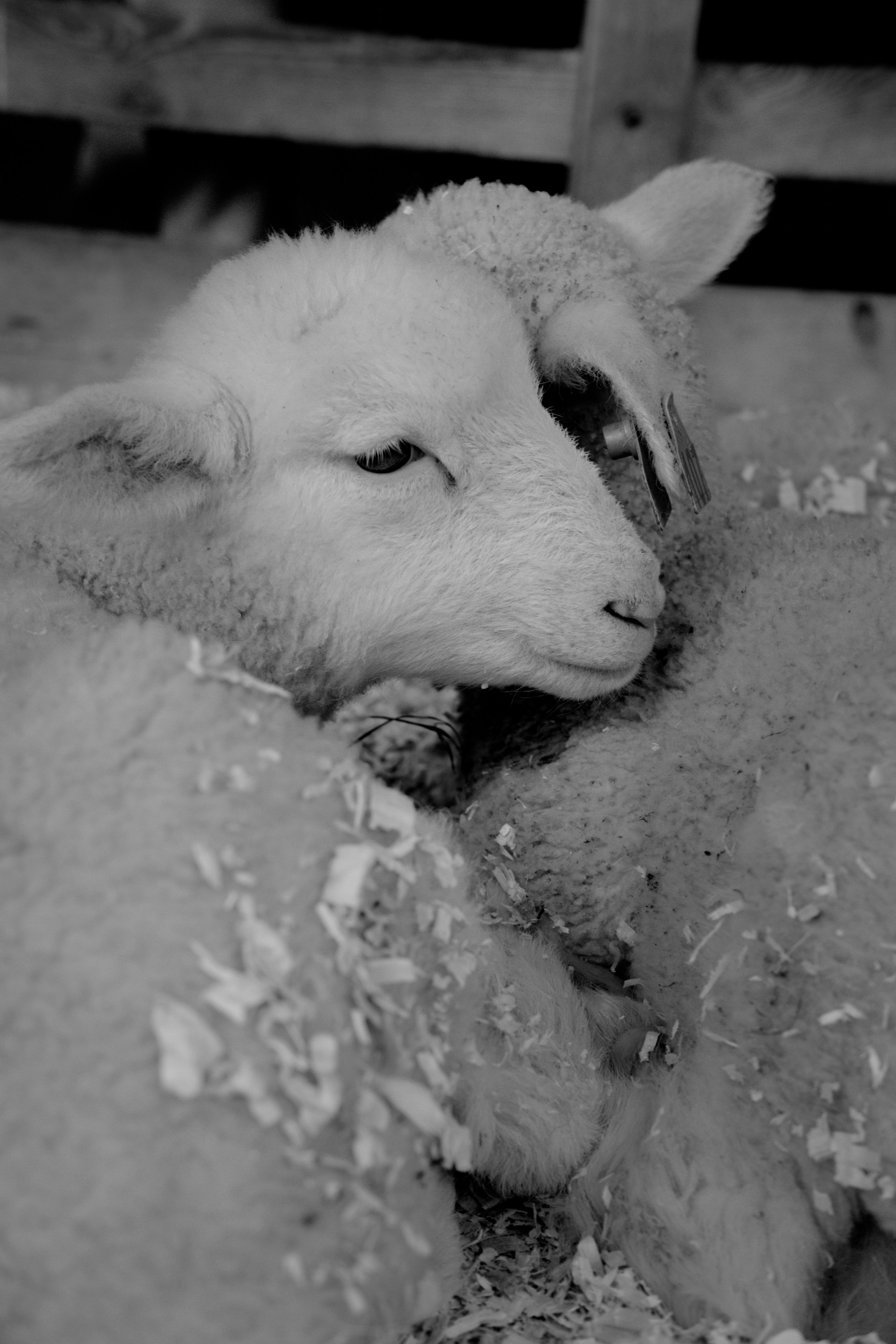 Curled Dormouse of the Barn: A Sleepy White Fleece in Straw