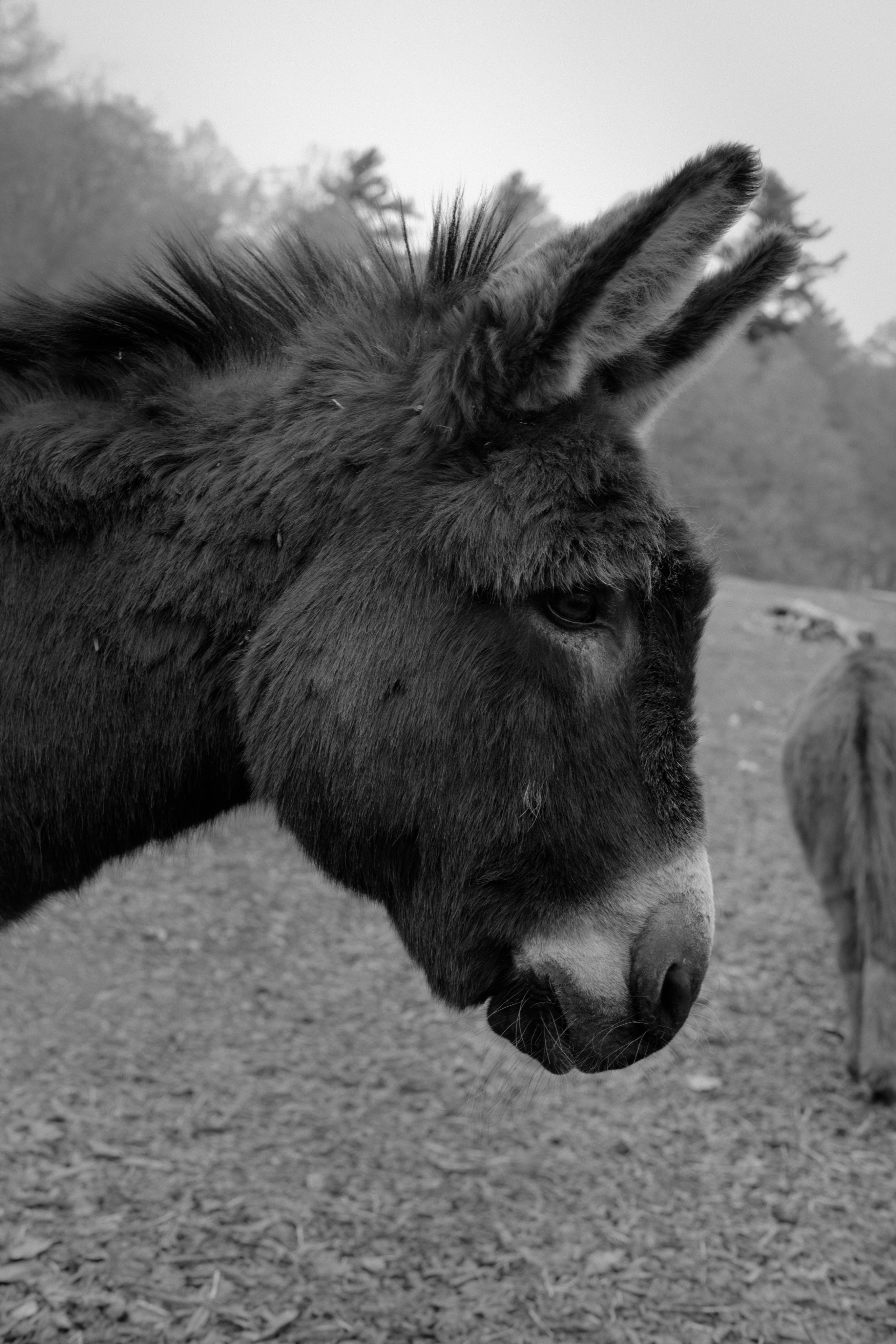 Close-Up of a Fern-gray Donkey in a Quiet Field