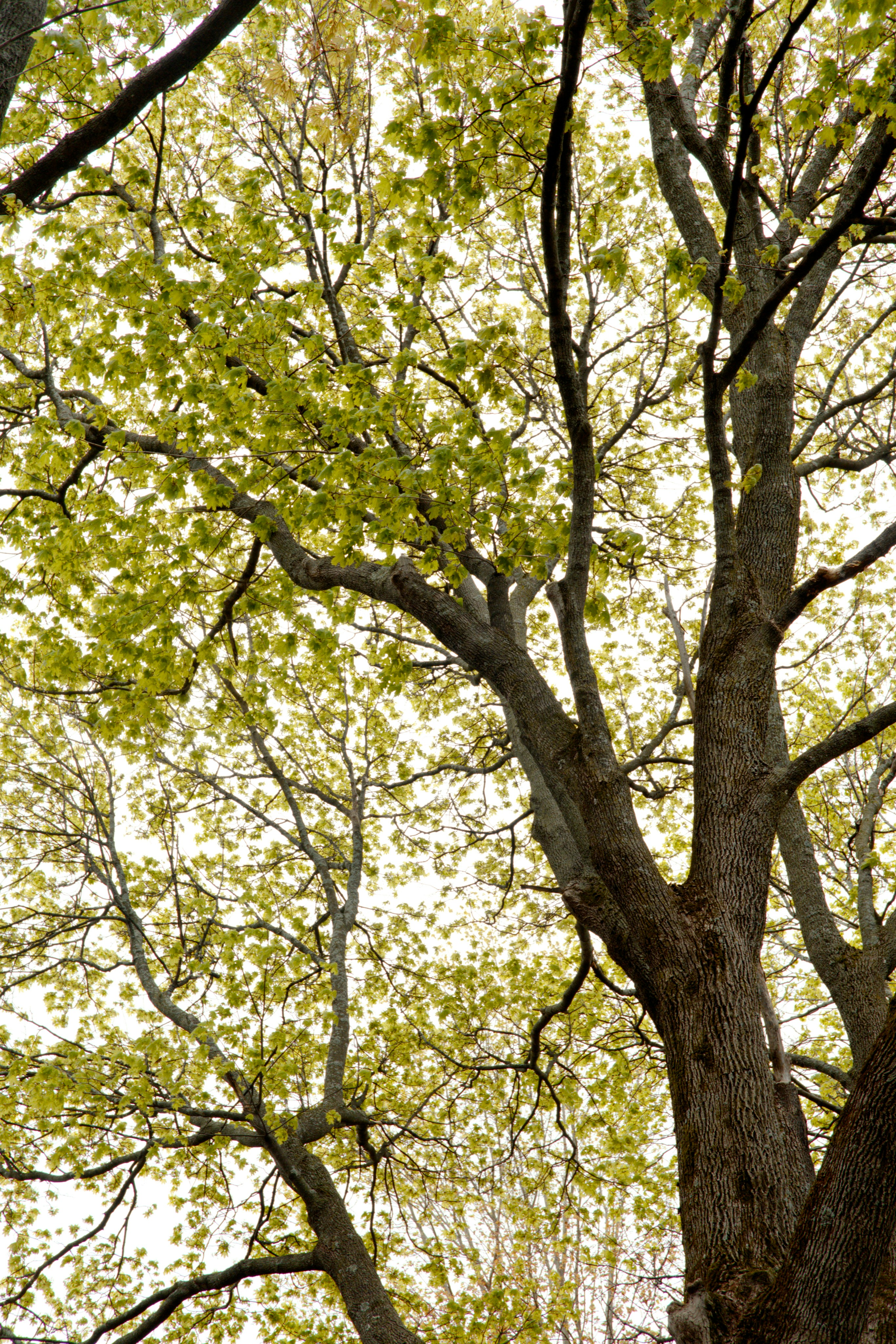 Sunlit canopy reveal: a network of branches against a pale sky