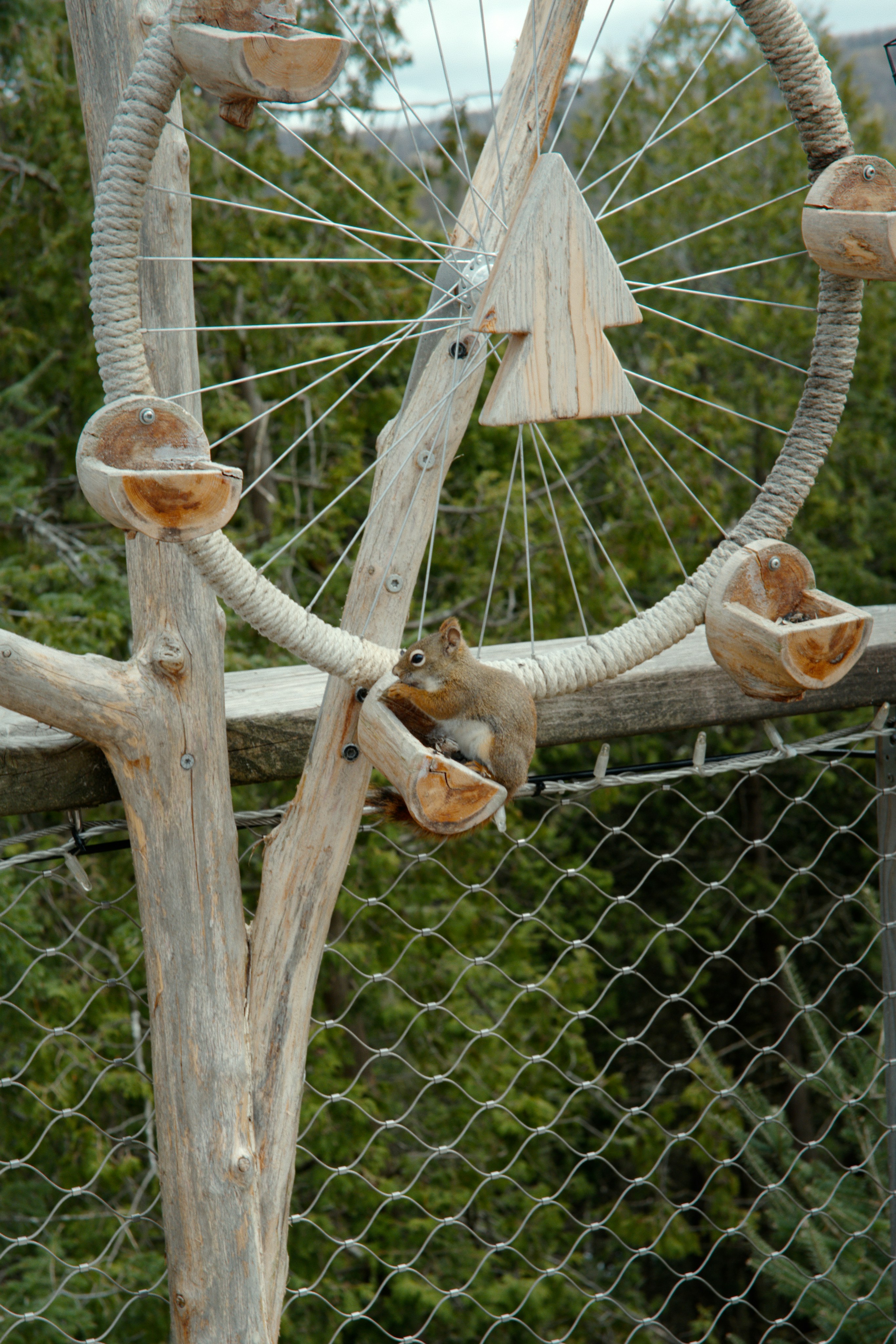 Wooden Wheel of Life: A Nuts-and-Bolts Squirrel Showdown