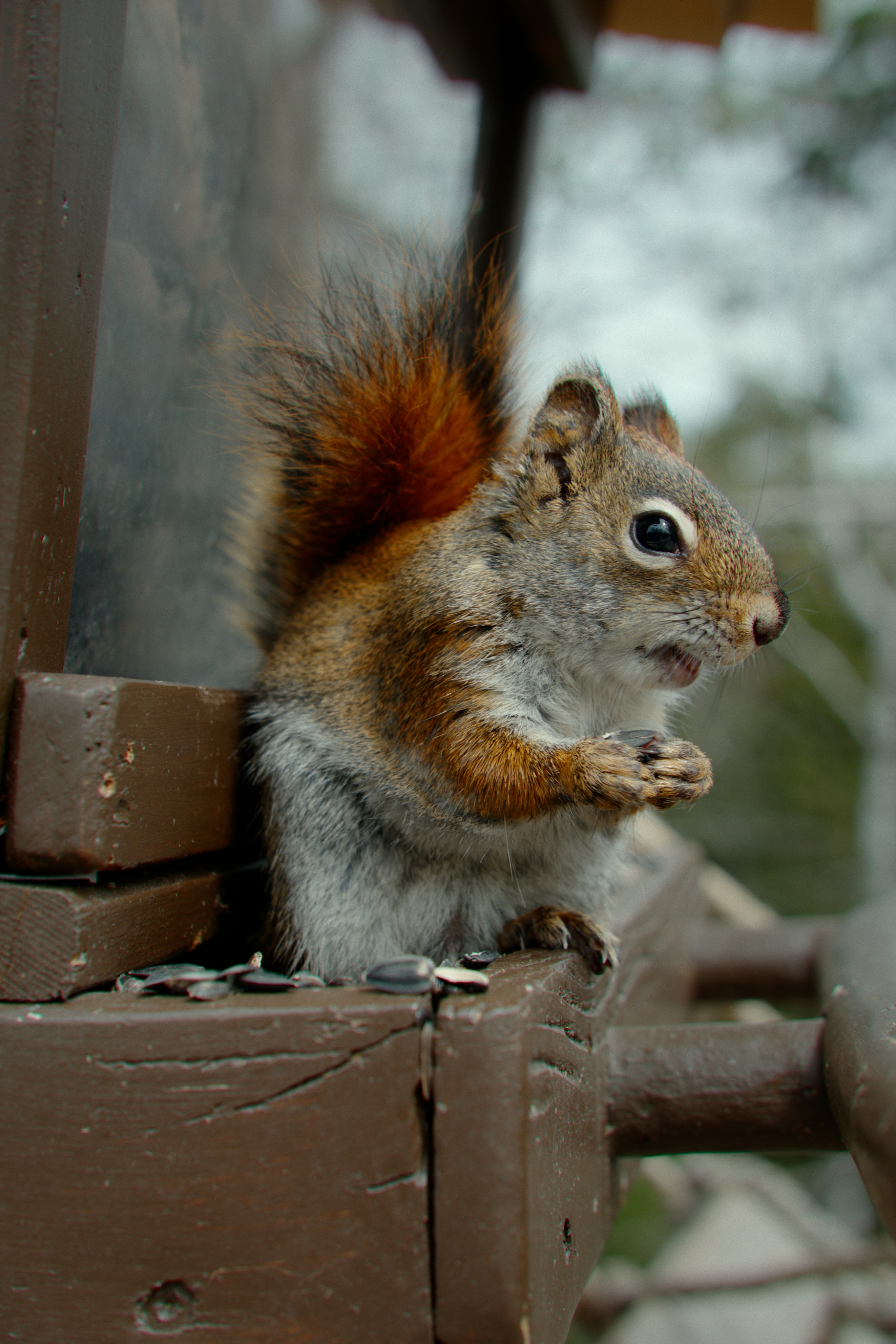 Squirrel on the Fence: A Moment of Nut-Gathering Curiosity