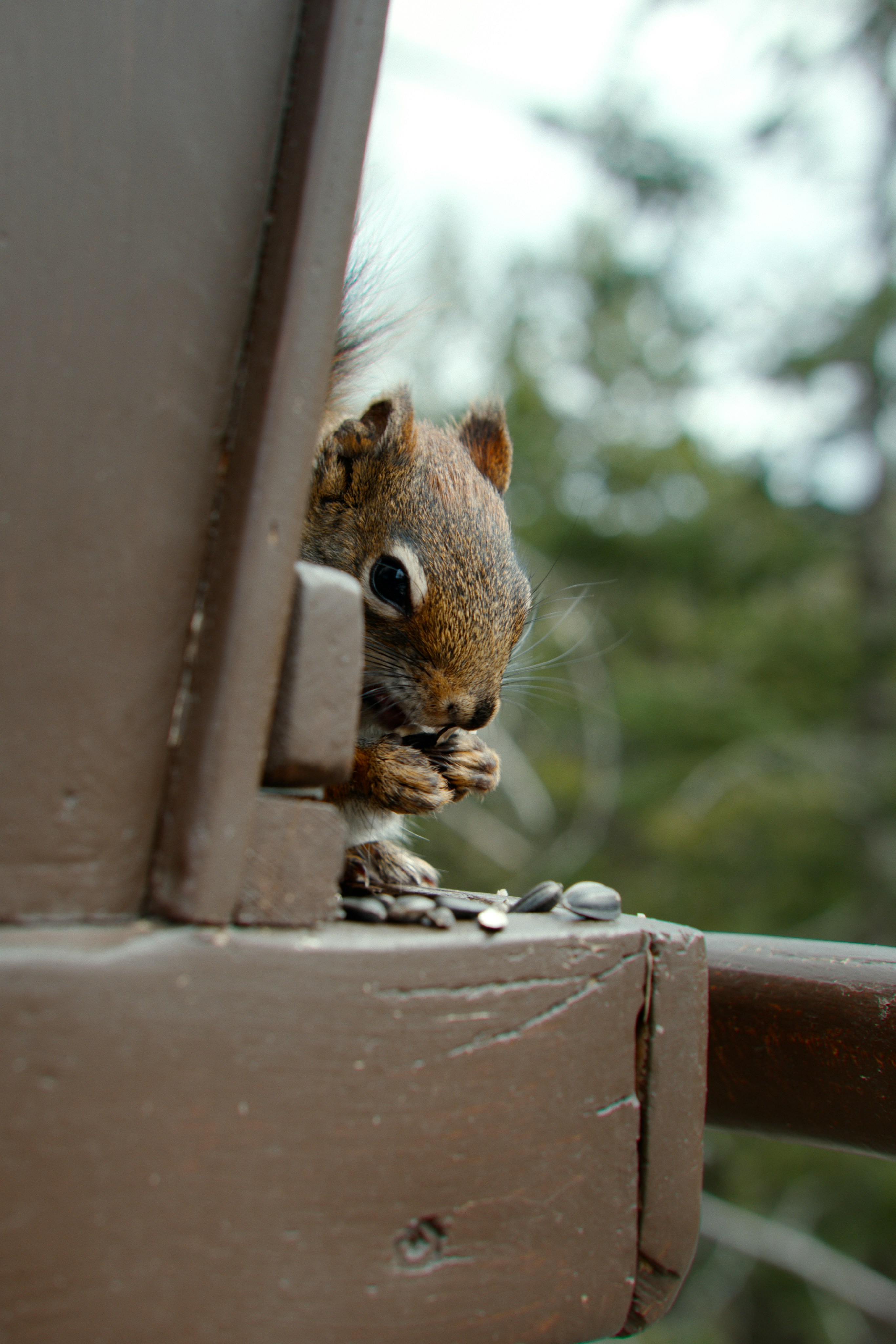 Nibbling Squirrel Hidden at the Window Sill