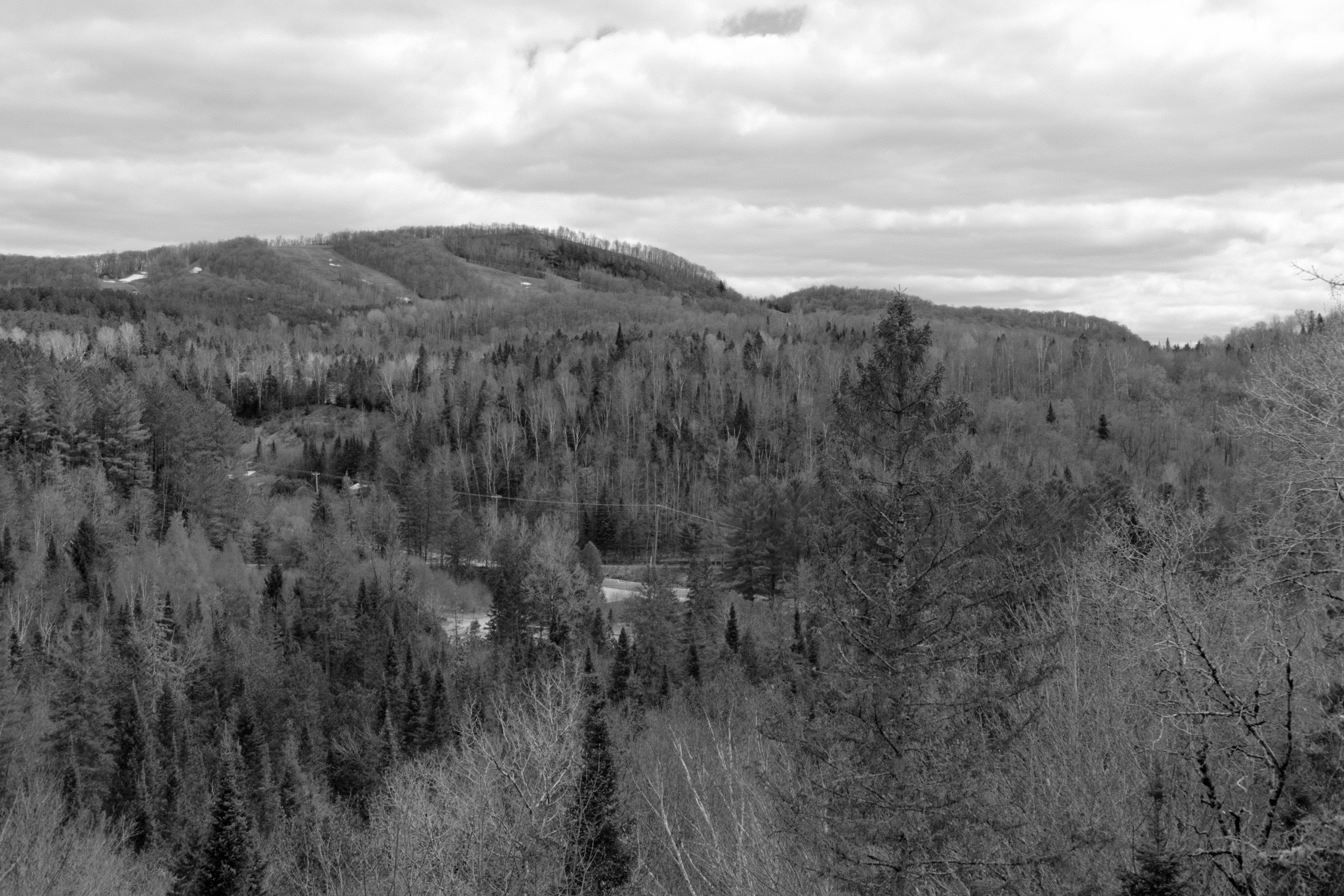 Misty Ridge Vista: A Quiet Pine Valley Under Cloudy Skies