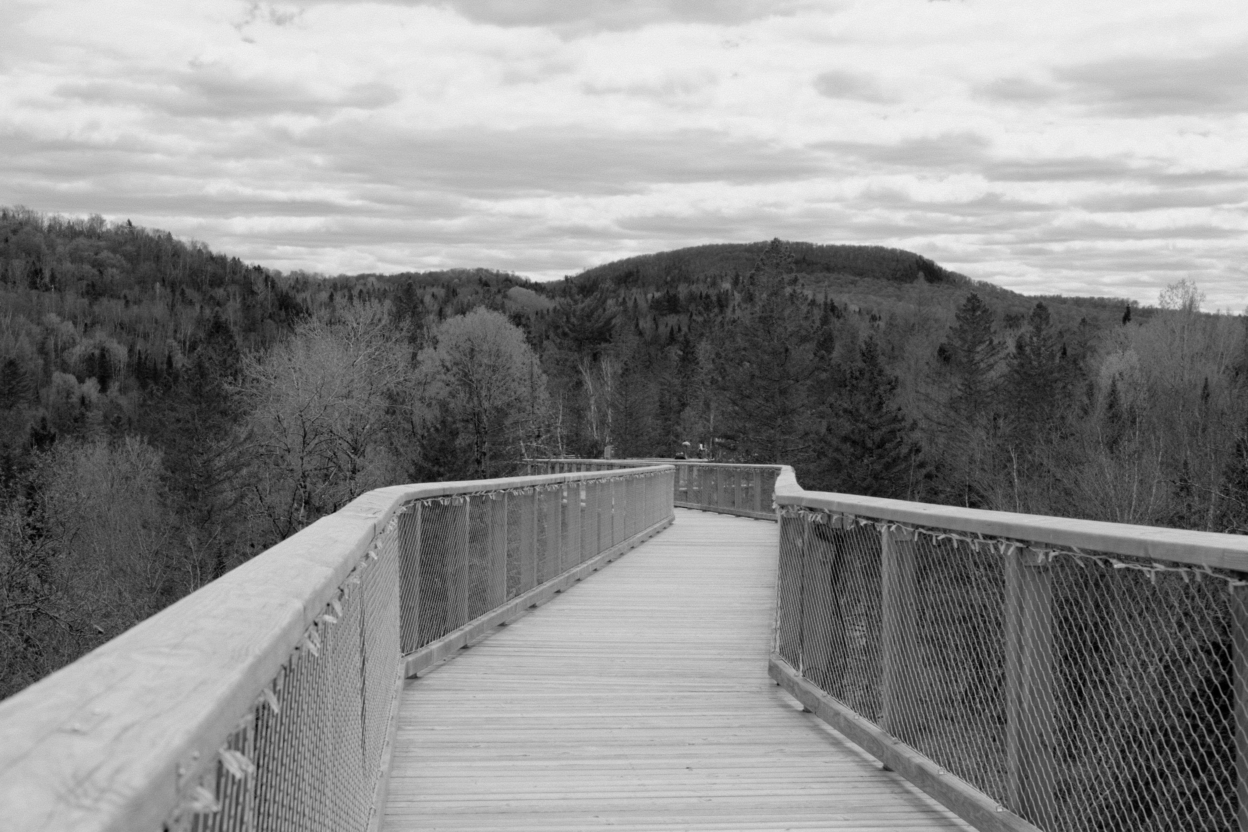 Bridge to the Rim: A Quiet Walk Above the Forest