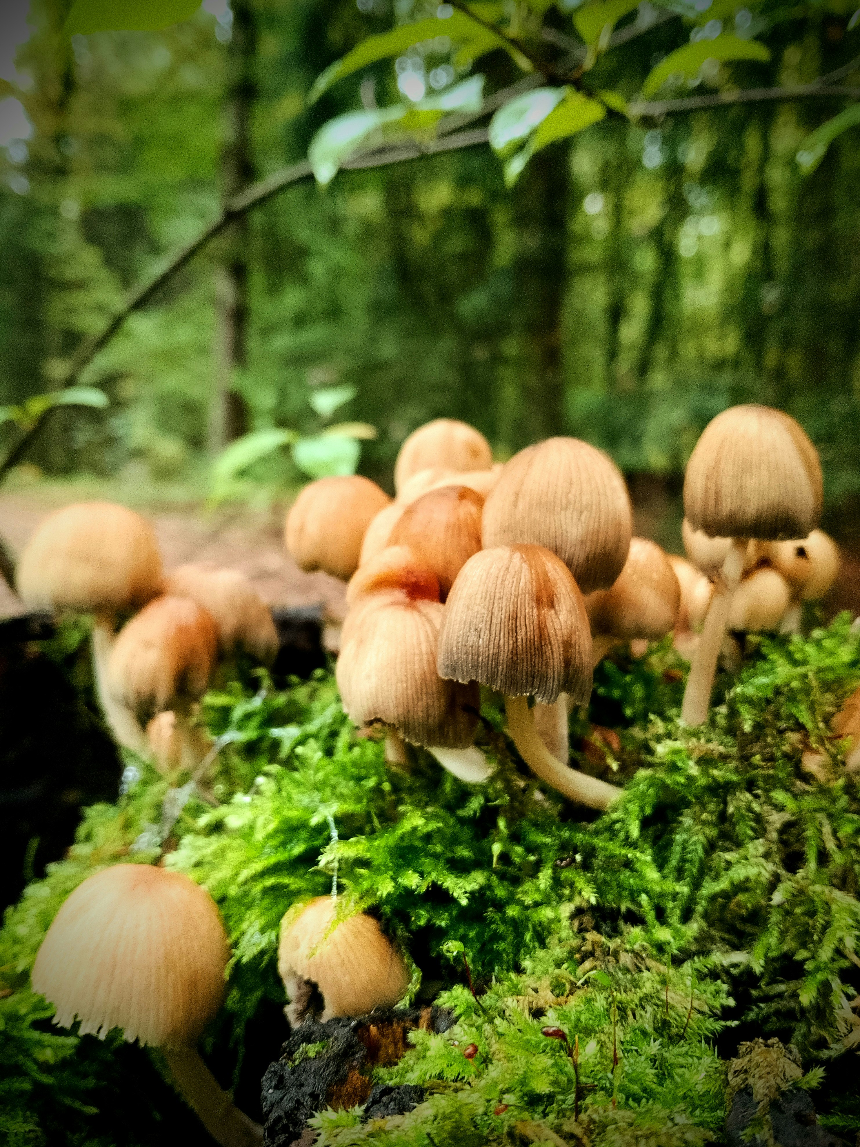 Small brown mushrooms growing on green moss in a forest.