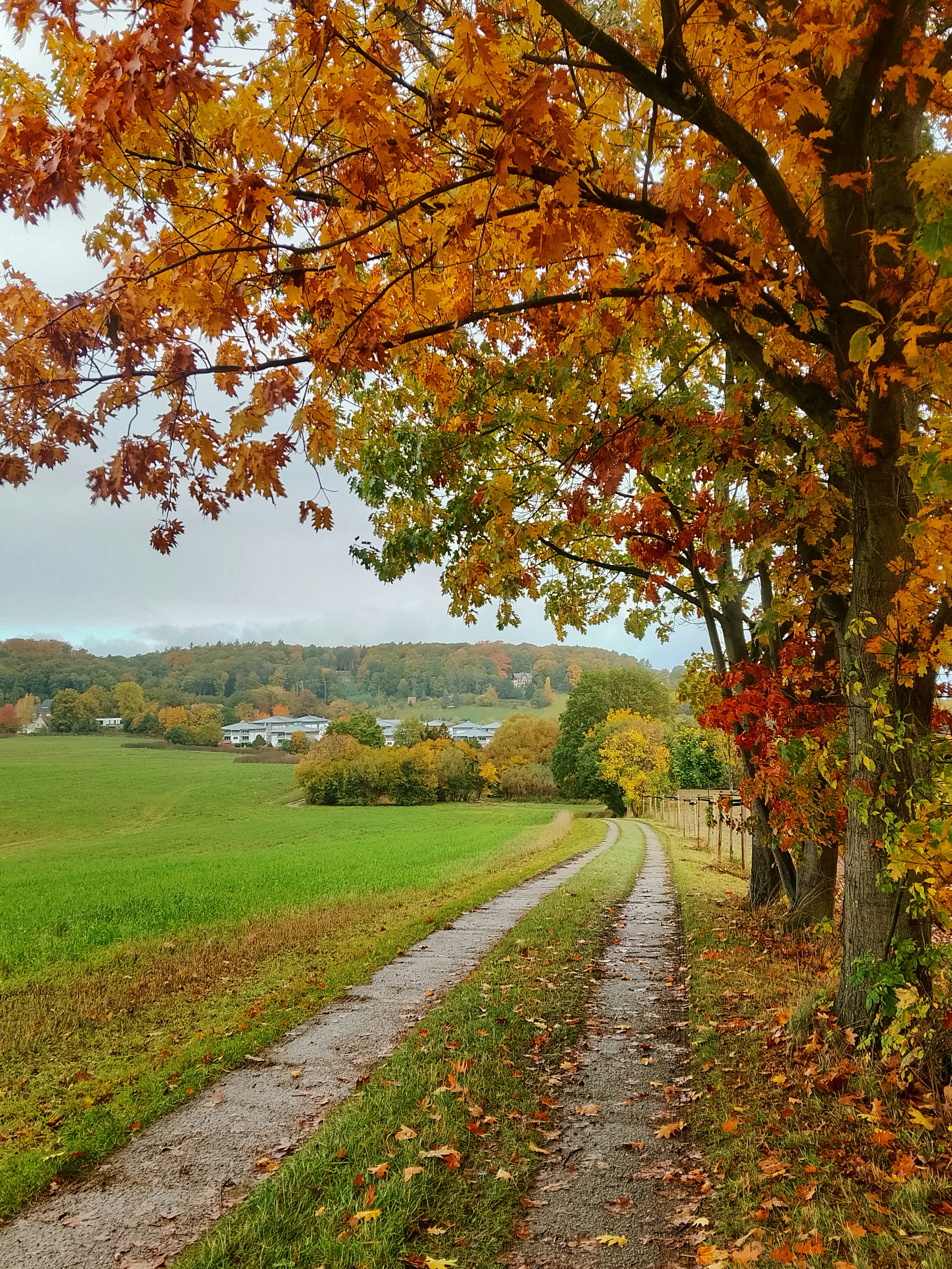 Vibrant autumn trees line a winding path through green fields. photo ...