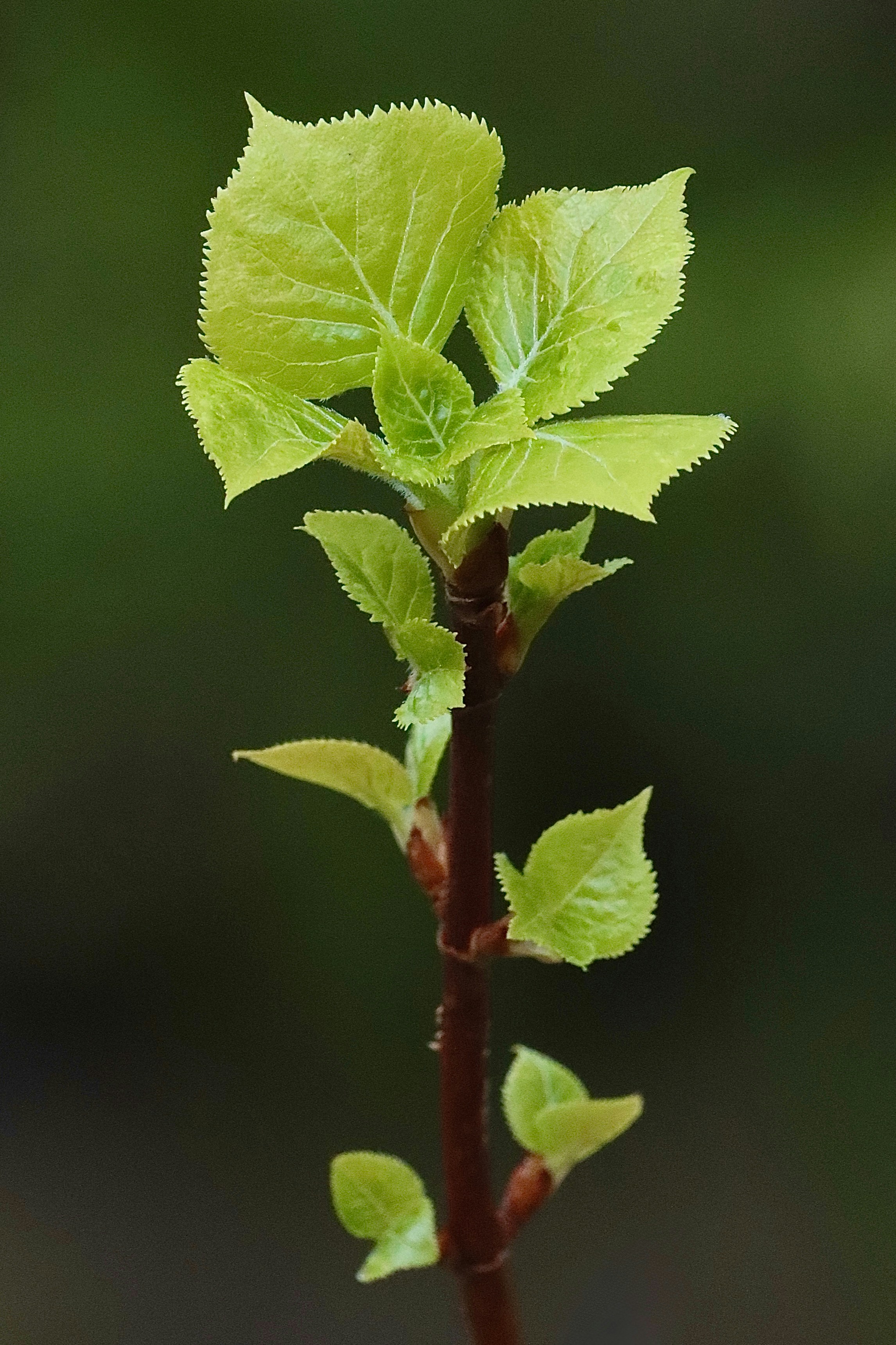 Verdant Sprout Rising from a Quiet Stem