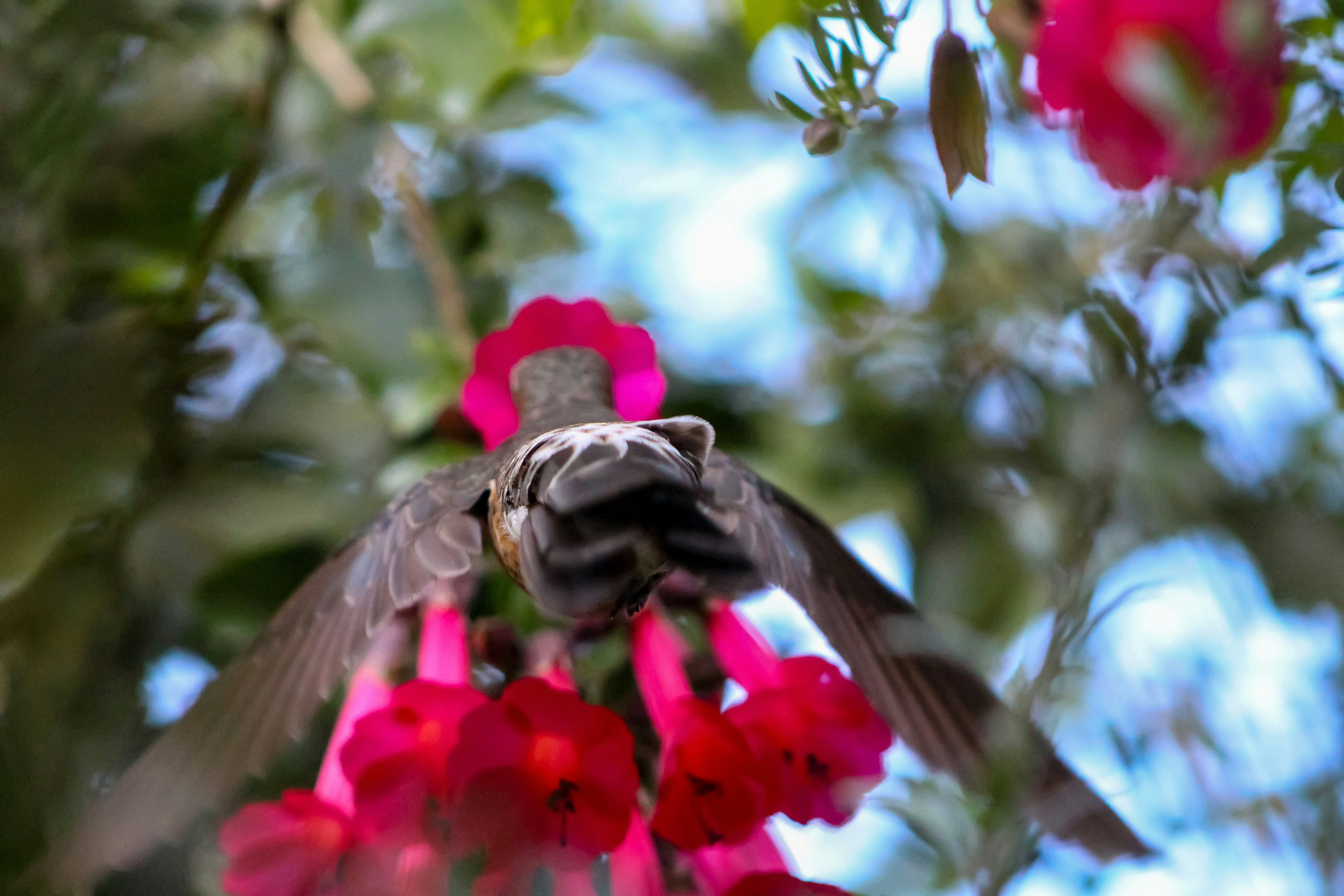 Hummingbird in Bloom: A Blur of Wings Over Crimson Petals
