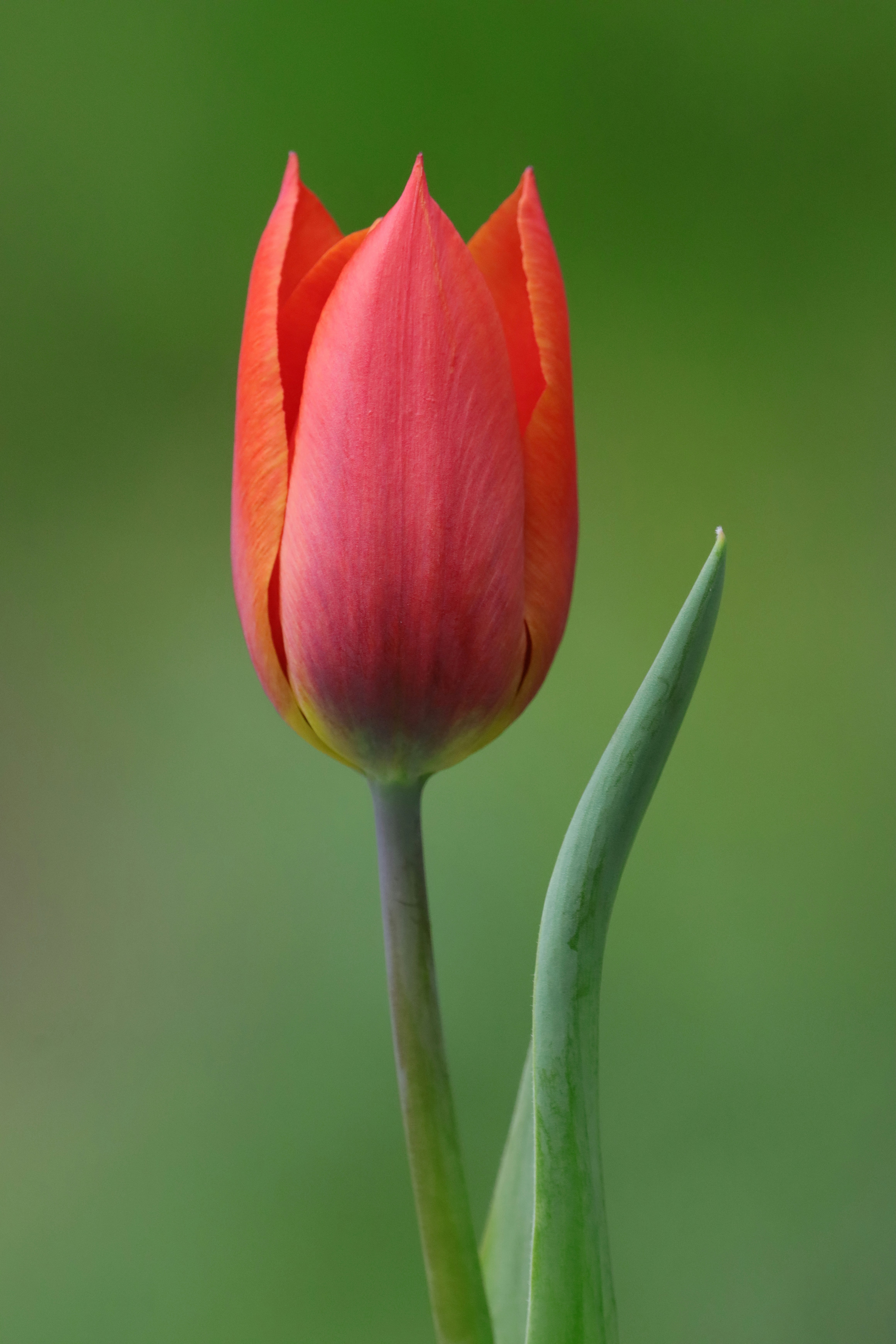Elegant red tulip close-up A minimalist studio-like shot of a single red and orange tulip standing tall against a smooth, vibrant green bokeh background. Clean, simple, and elegant botanical photography.