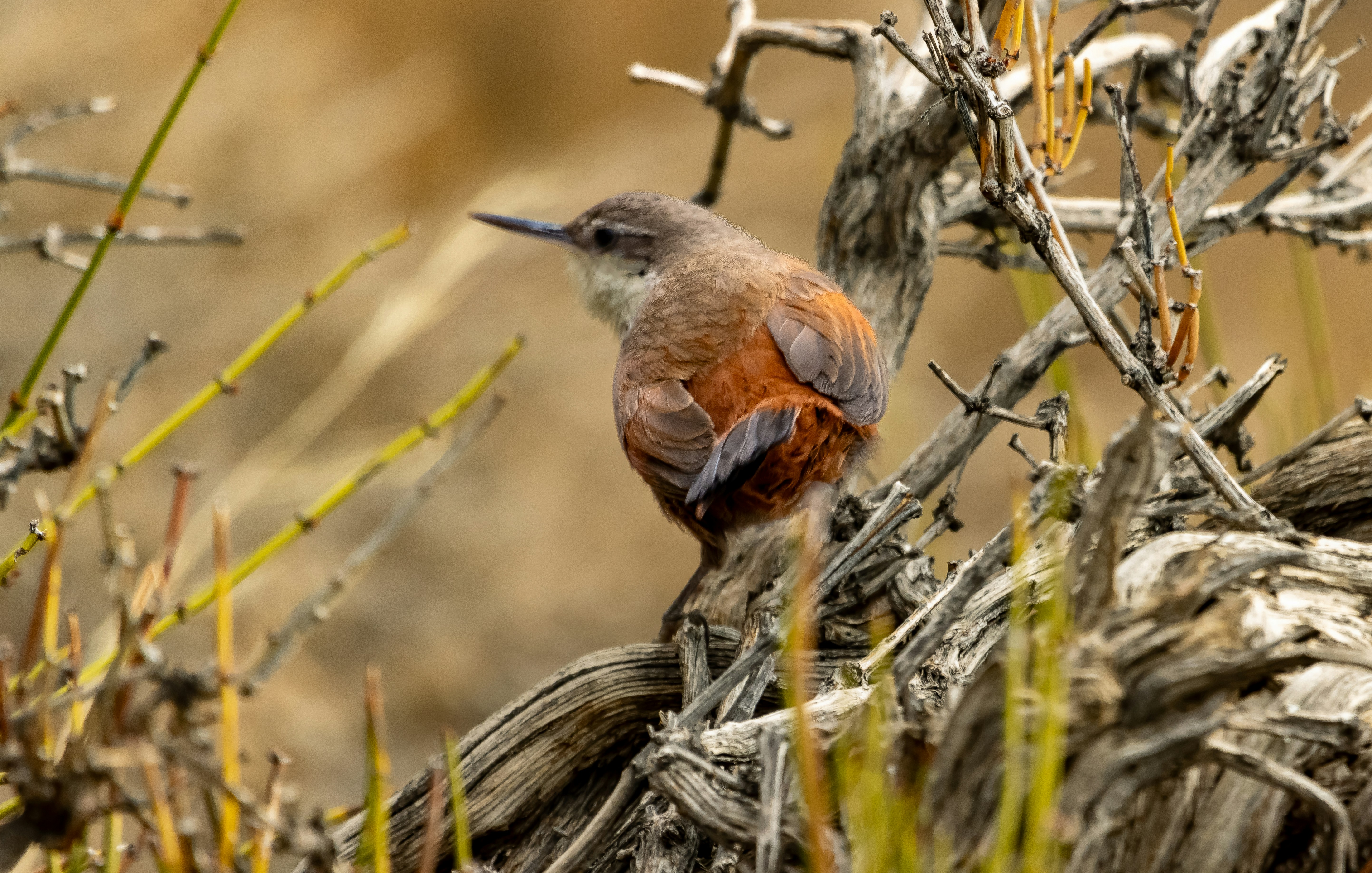 Rusty Rufous: A Small Bird Perched Amid Weathered Branches