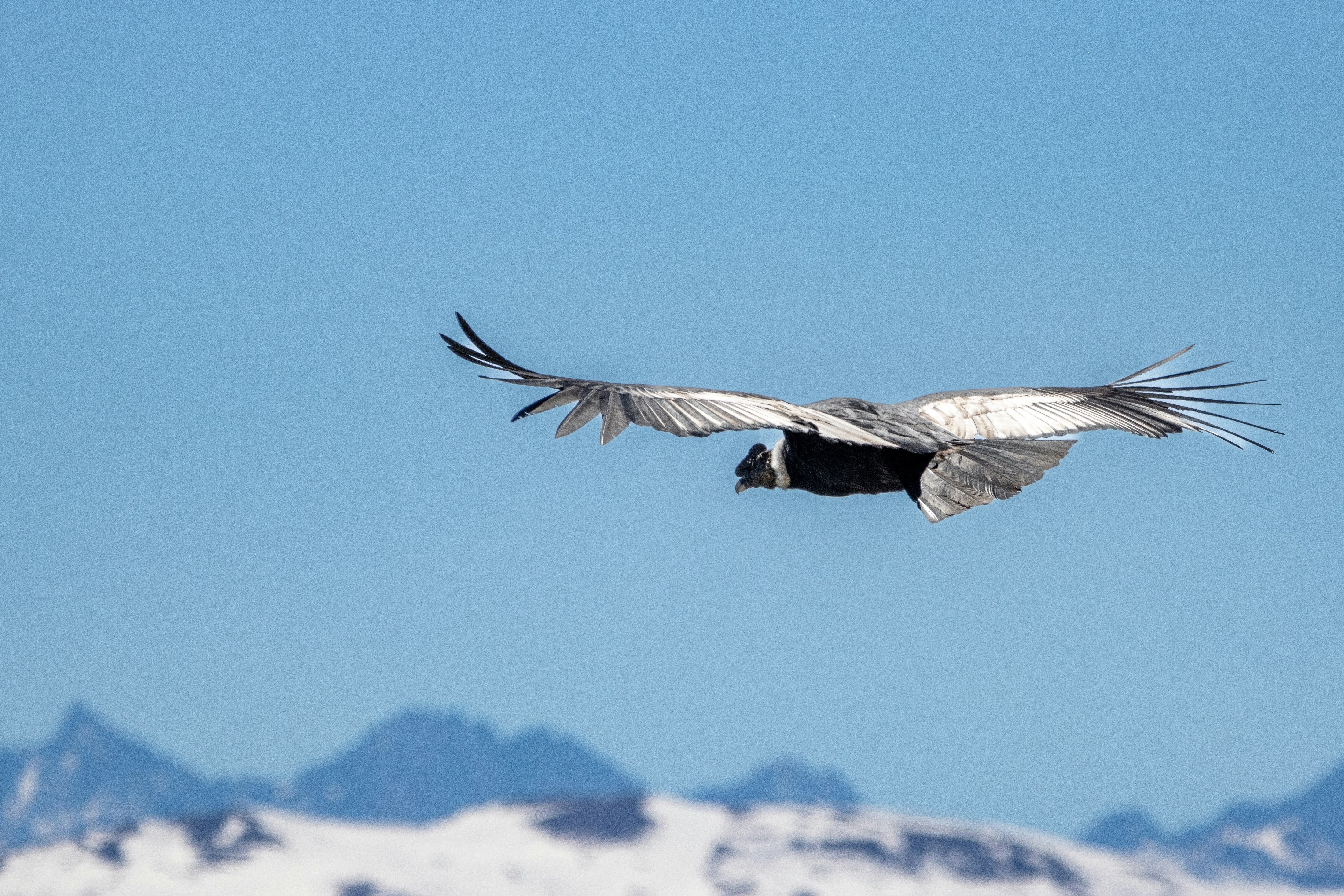 Soaring Over Silent Peaks