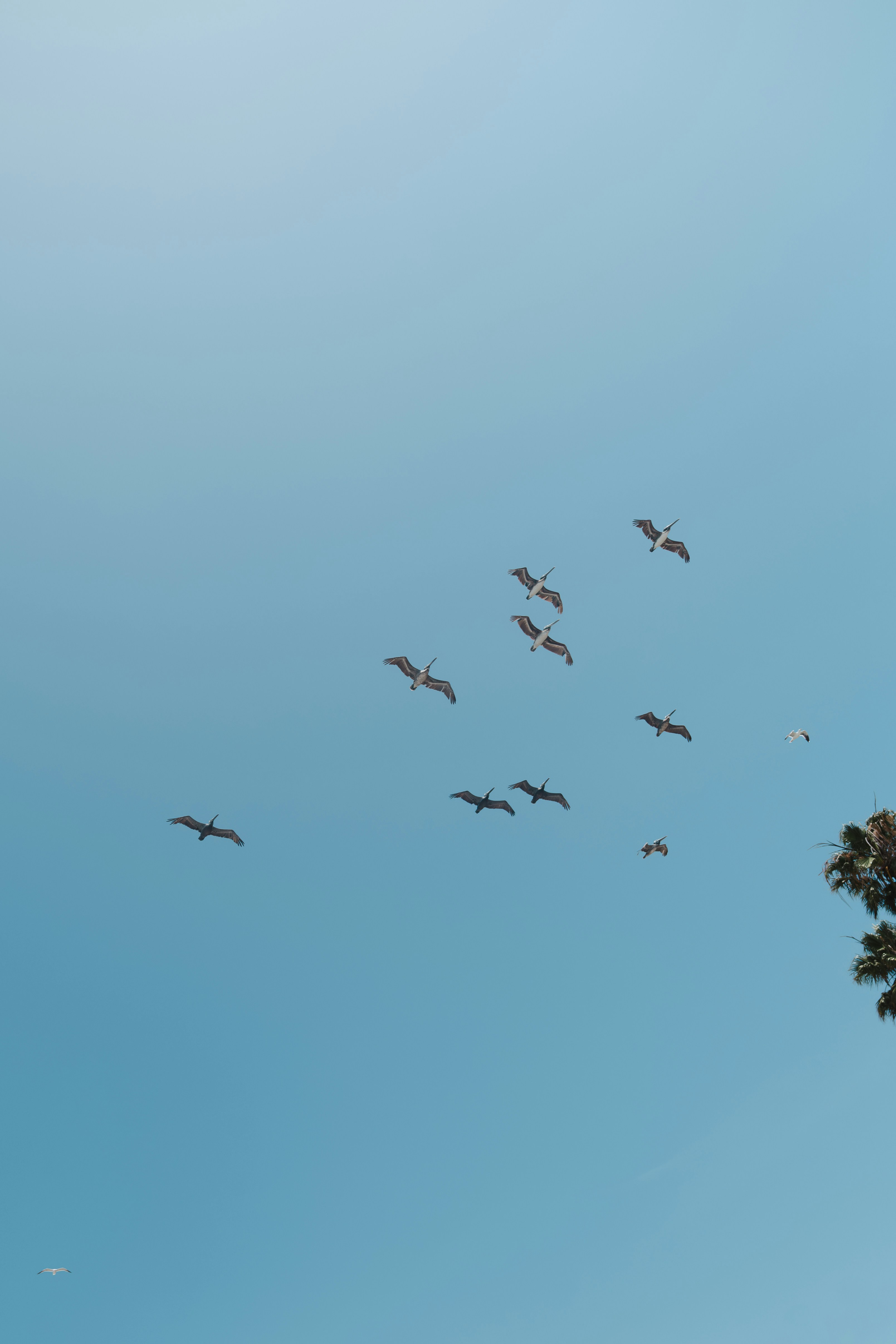 V-Formation Drift: Birds Skimming a Clear Blue Sky