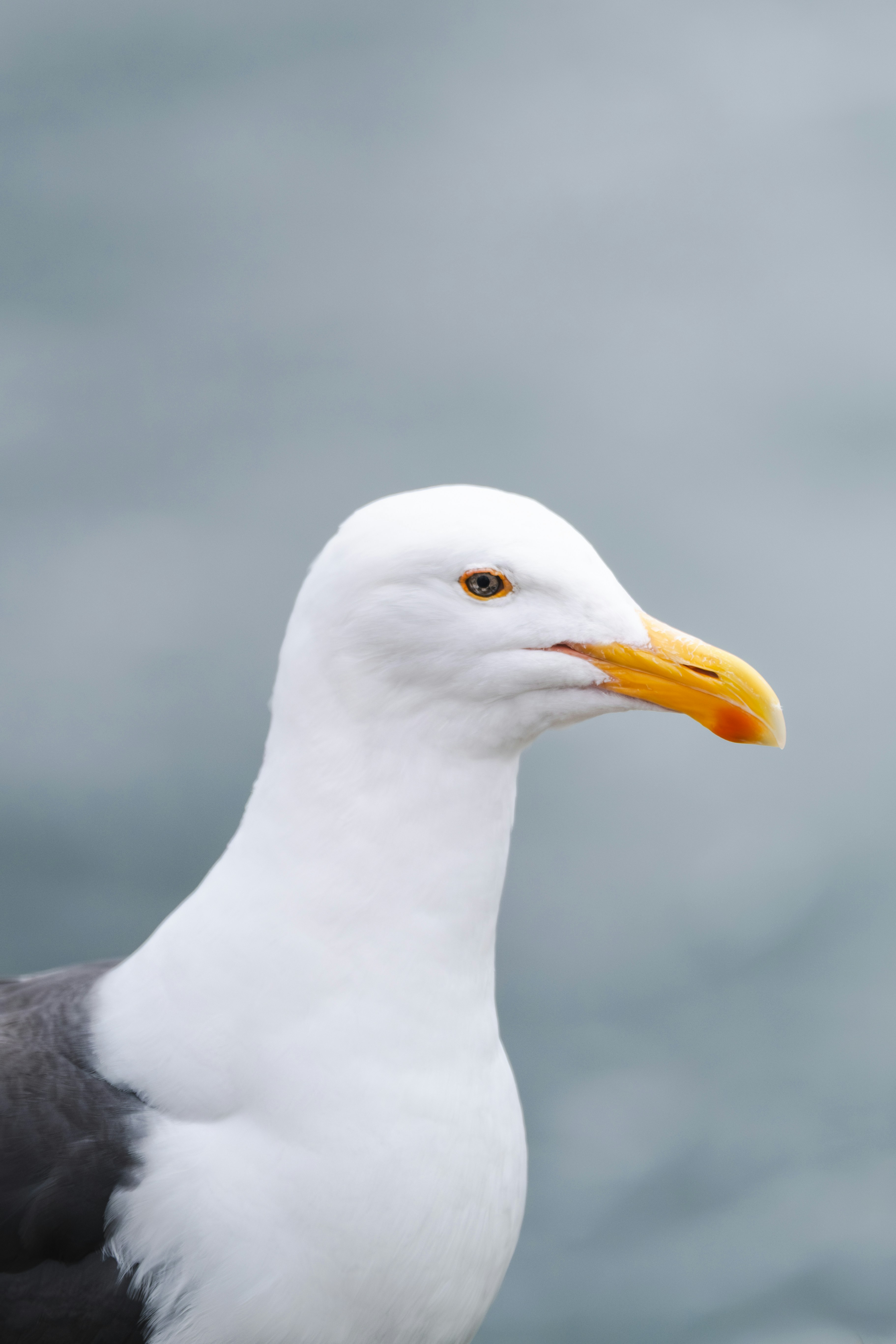 Cream-White Gazer: A Seabird's Sharp Gaze in Soft Sea Light