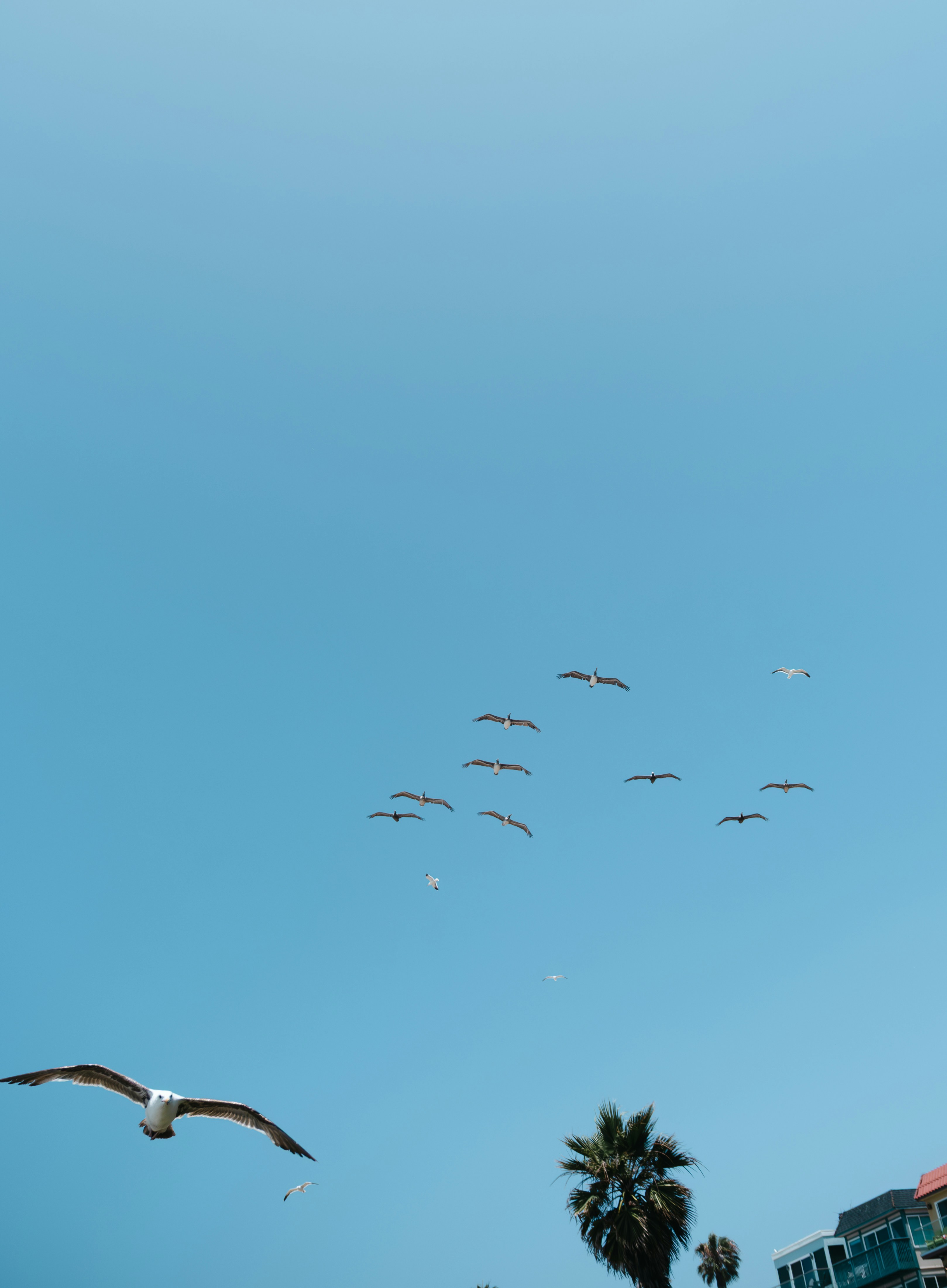 V-formation over a sunlit coastal city