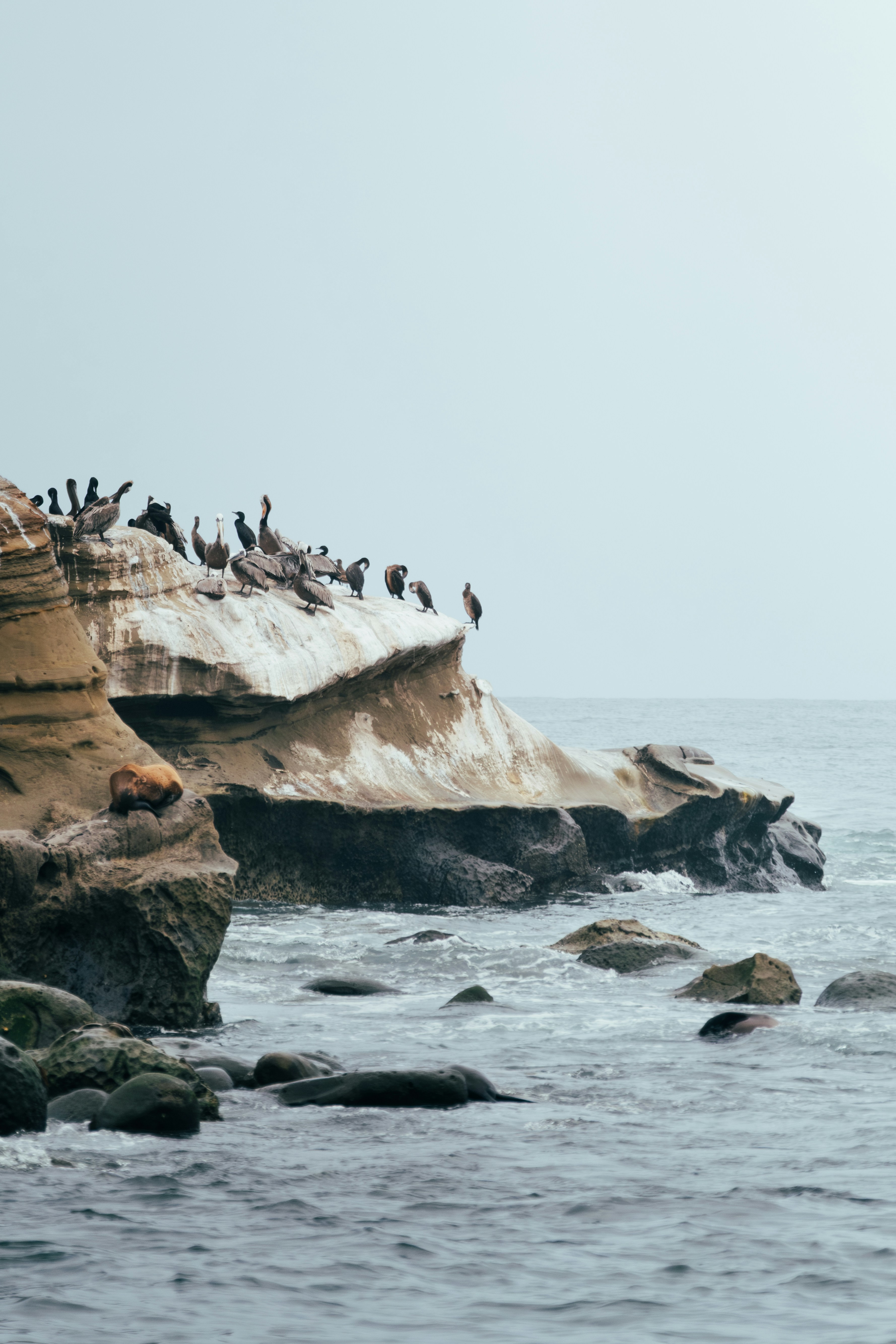 Seabird Choir on Weathered Cliffs