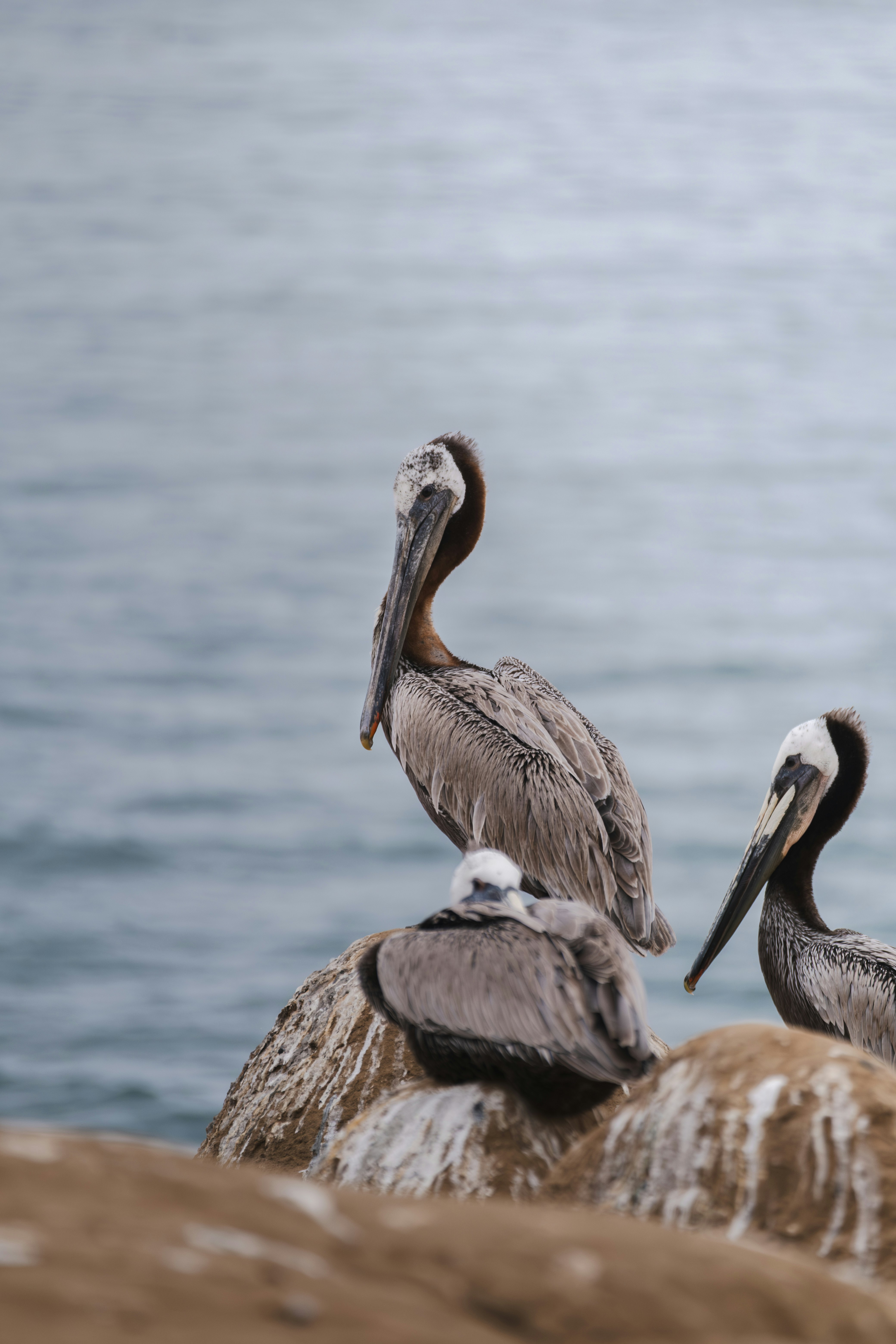 Three Pelicans on Weathered Rocks: Quiet Heads Turn Toward the Sea